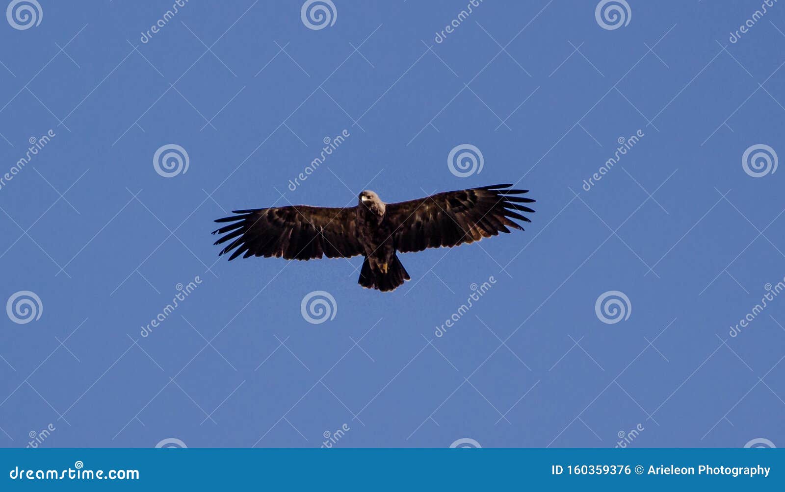 Flying Beautiful Lesser Spotted Eagle Stock Photo - Image of aquila ...