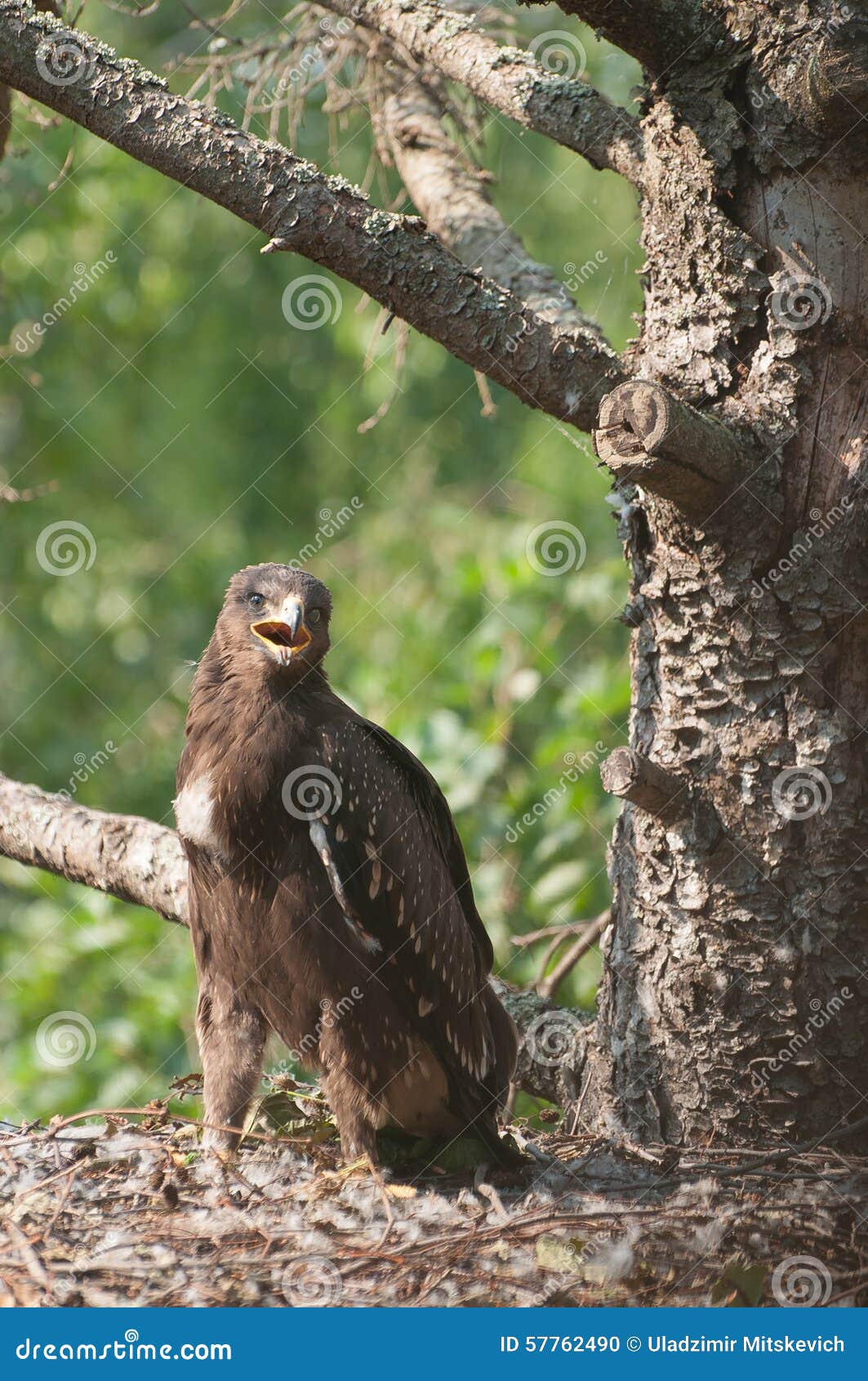 Lesser Spotted Eagle Royalty-Free Stock Image | CartoonDealer.com #57762490