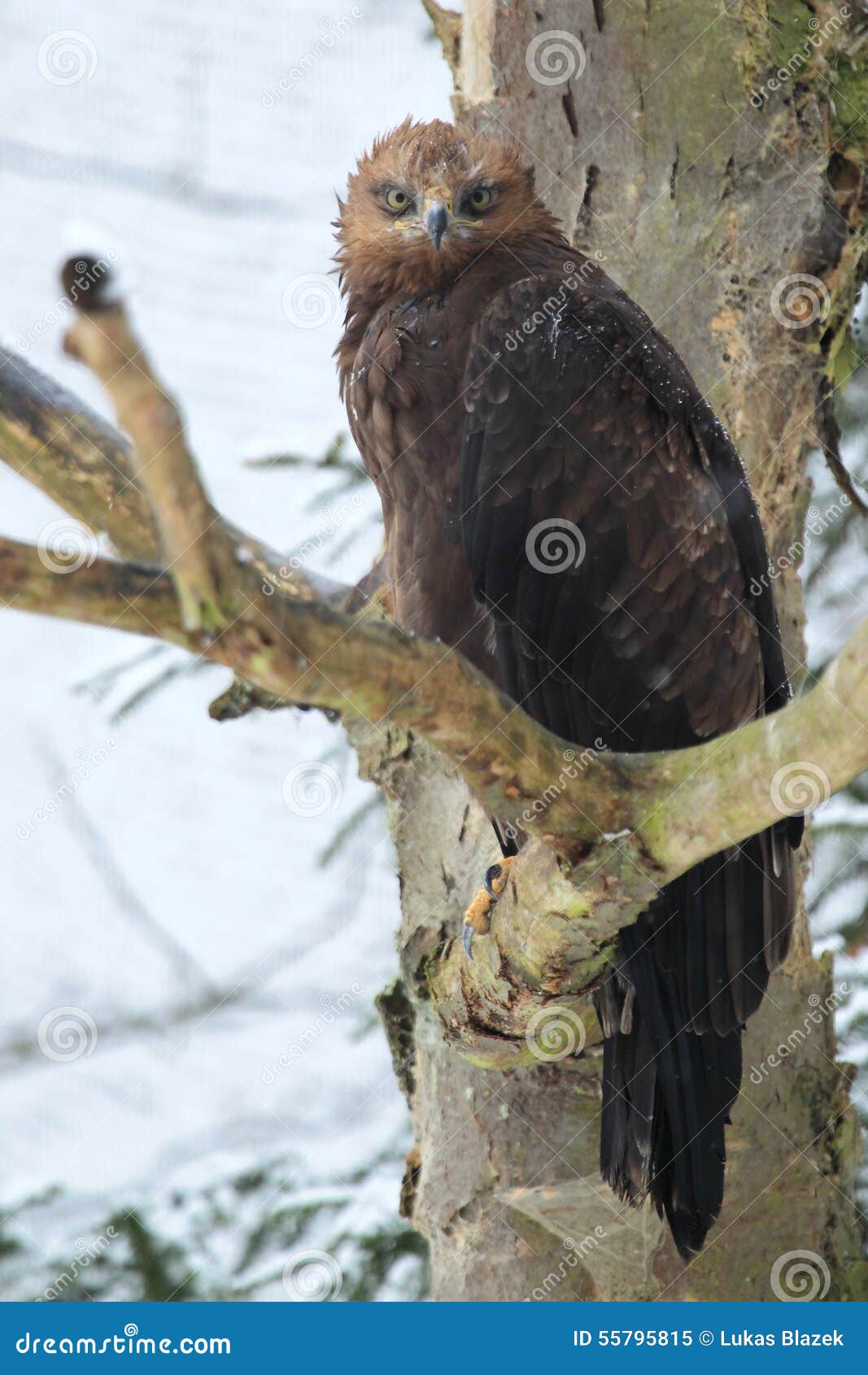 Lesser spotted eagle stock image. Image of spotted, nature - 55795815