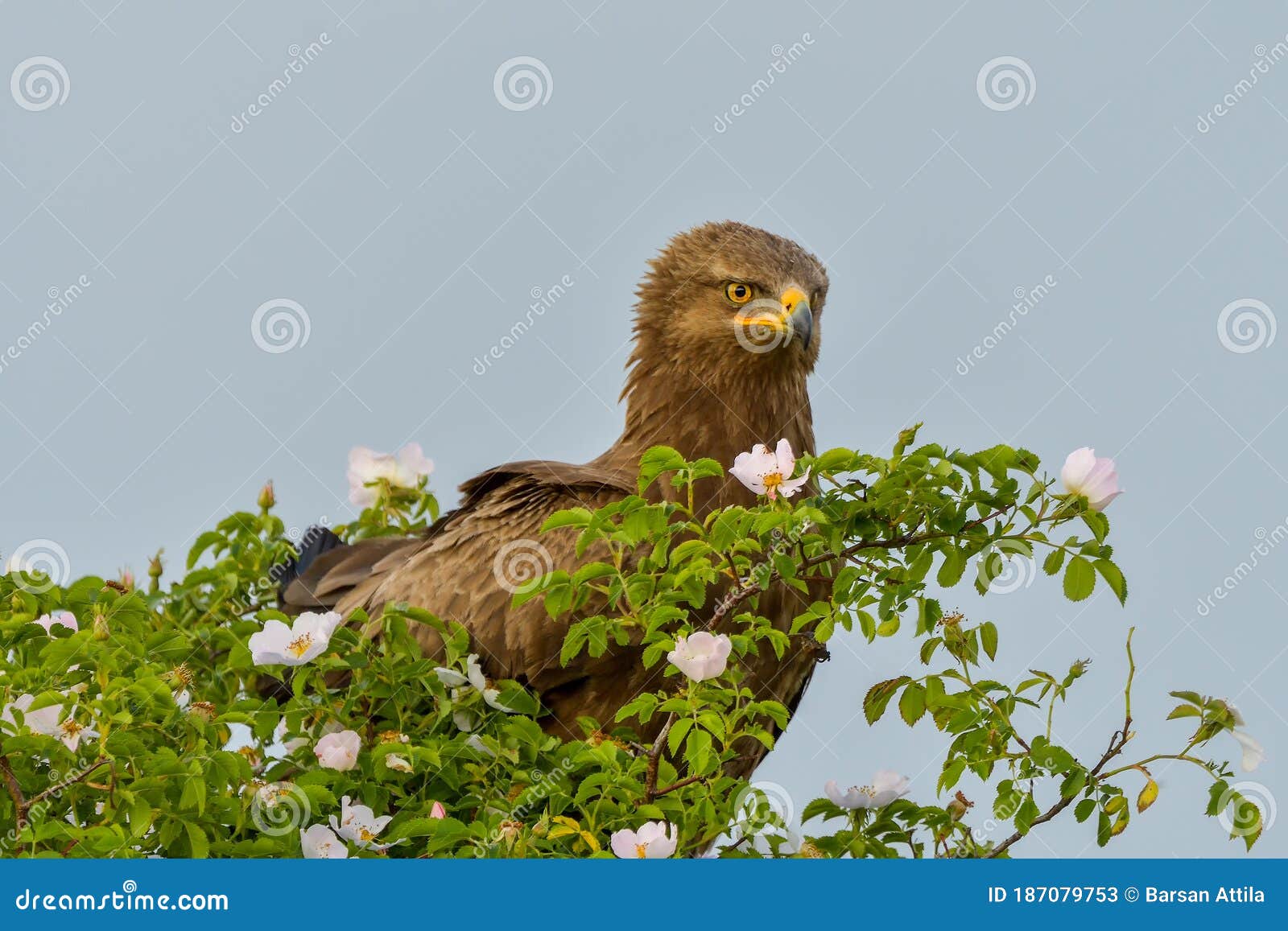 Lesser Spotted Eagle in a Tree Stock Image - Image of predator, tree ...