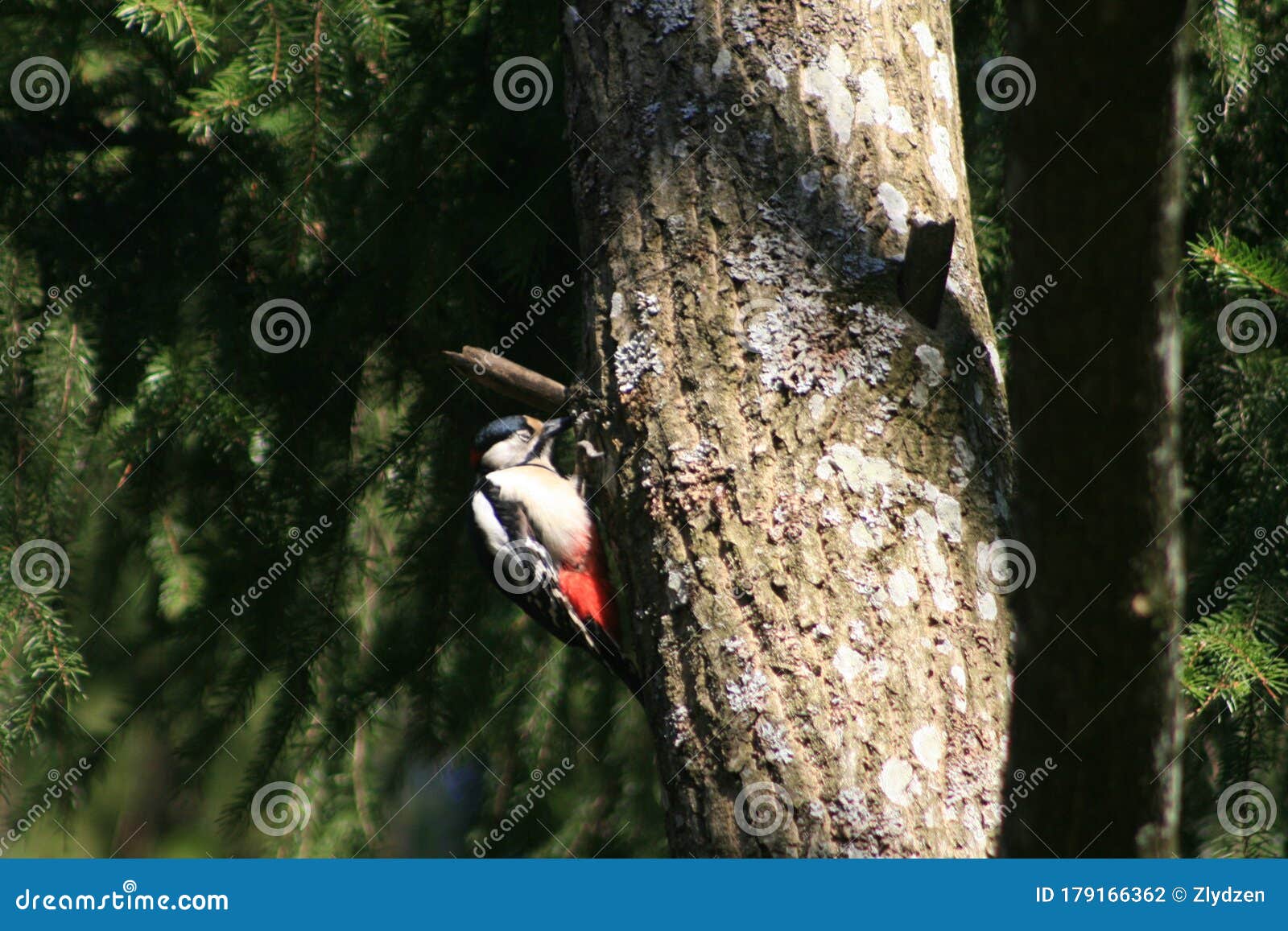 Lesser Spotted Woodpecker Dryobates Minor Stock Photo - Image of ...