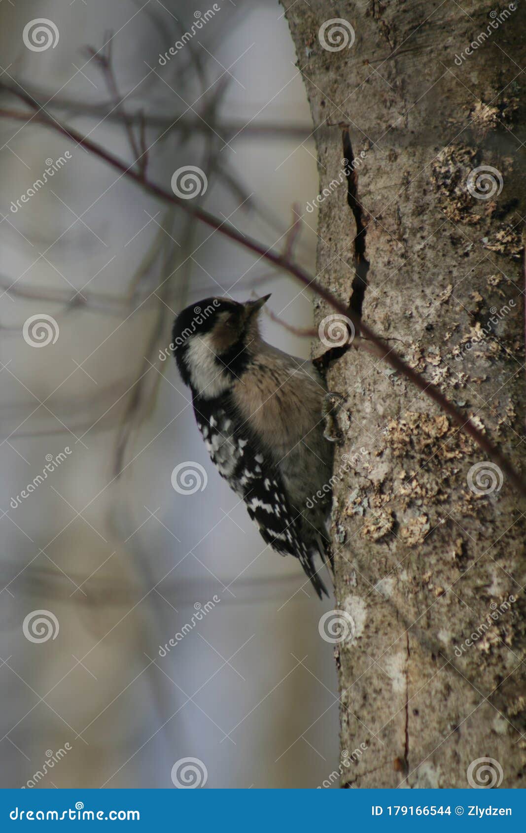 Lesser Spotted Woodpecker Dryobates Minor Stock Photo - Image of minor ...