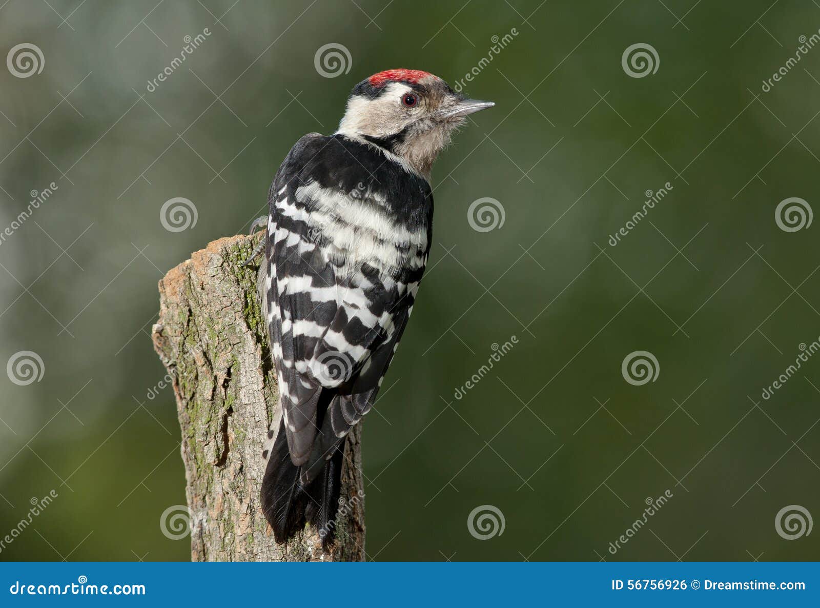 Lesser Spotted Woodpecker (Dryobates Minor) Stock Photo - Image of ...