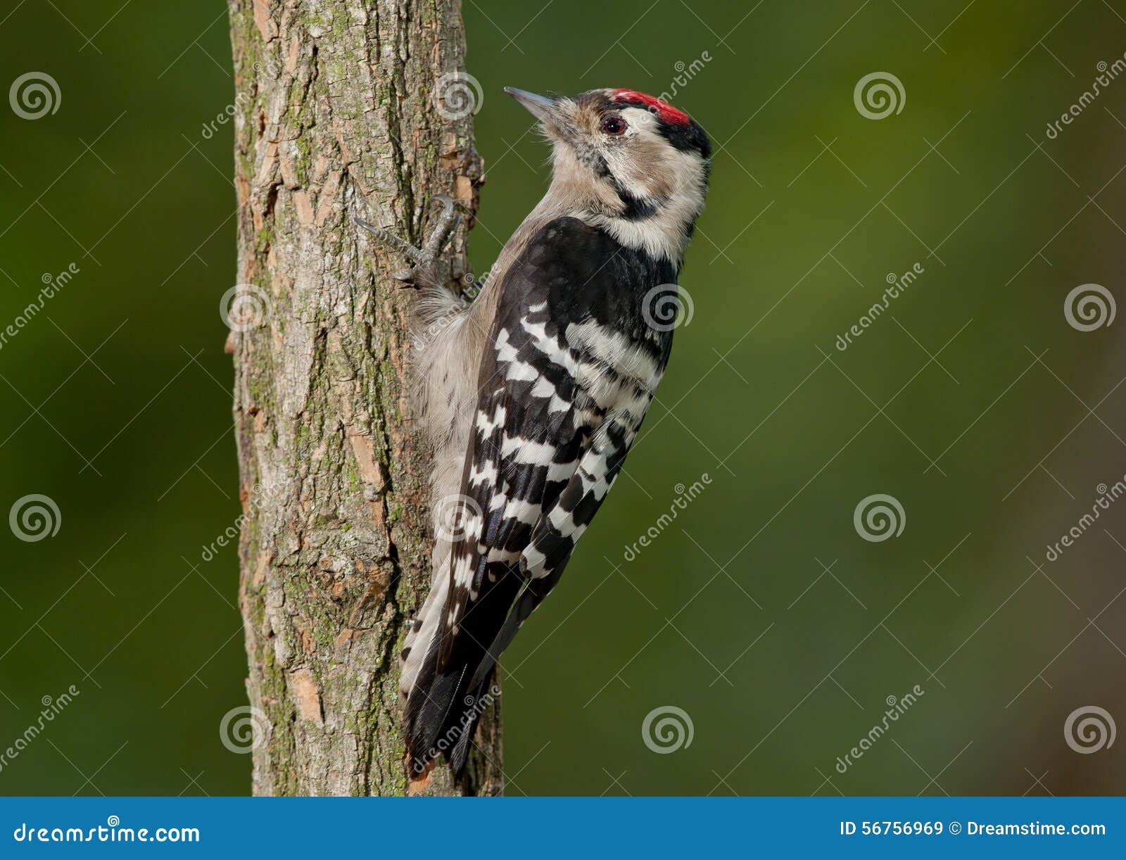 Lesser Spotted Eagle Royalty-Free Stock Image | CartoonDealer.com #57762490