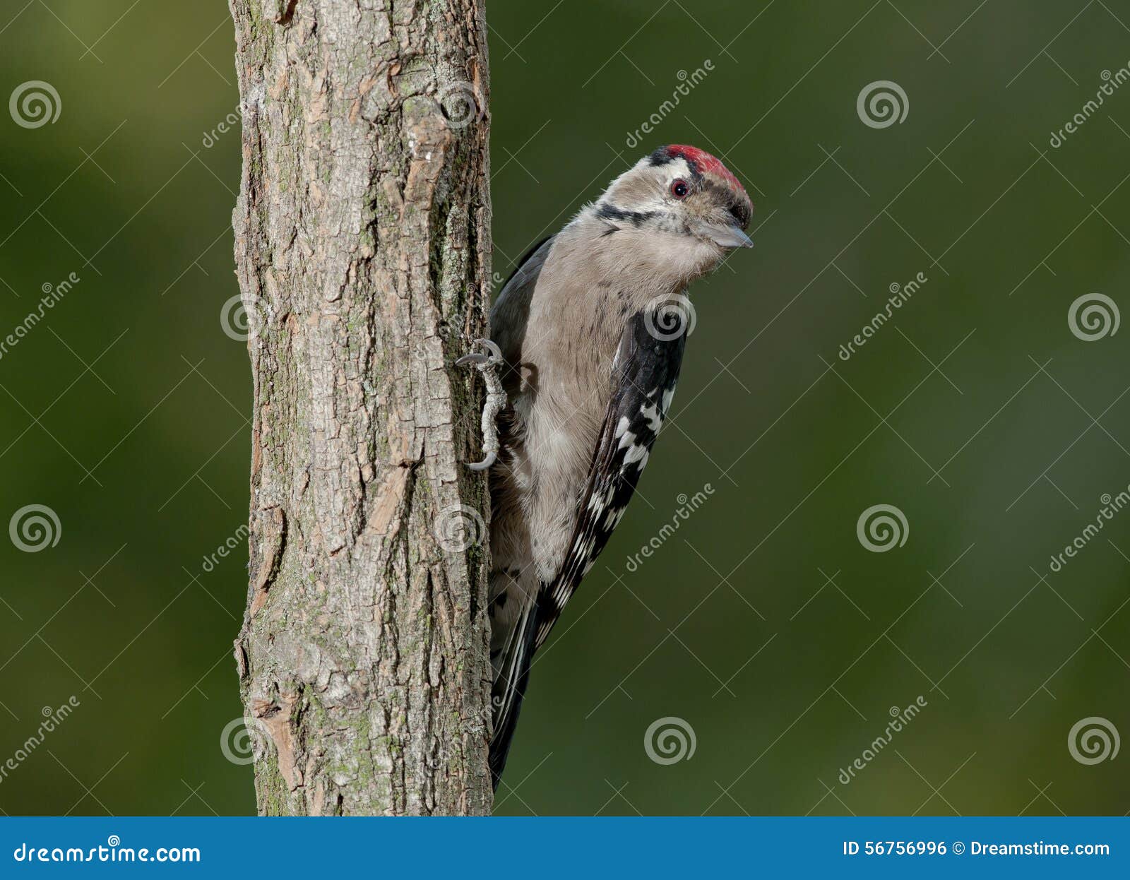 Lesser Spotted Woodpecker (Dryobates Minor) Stock Photo - Image of ...