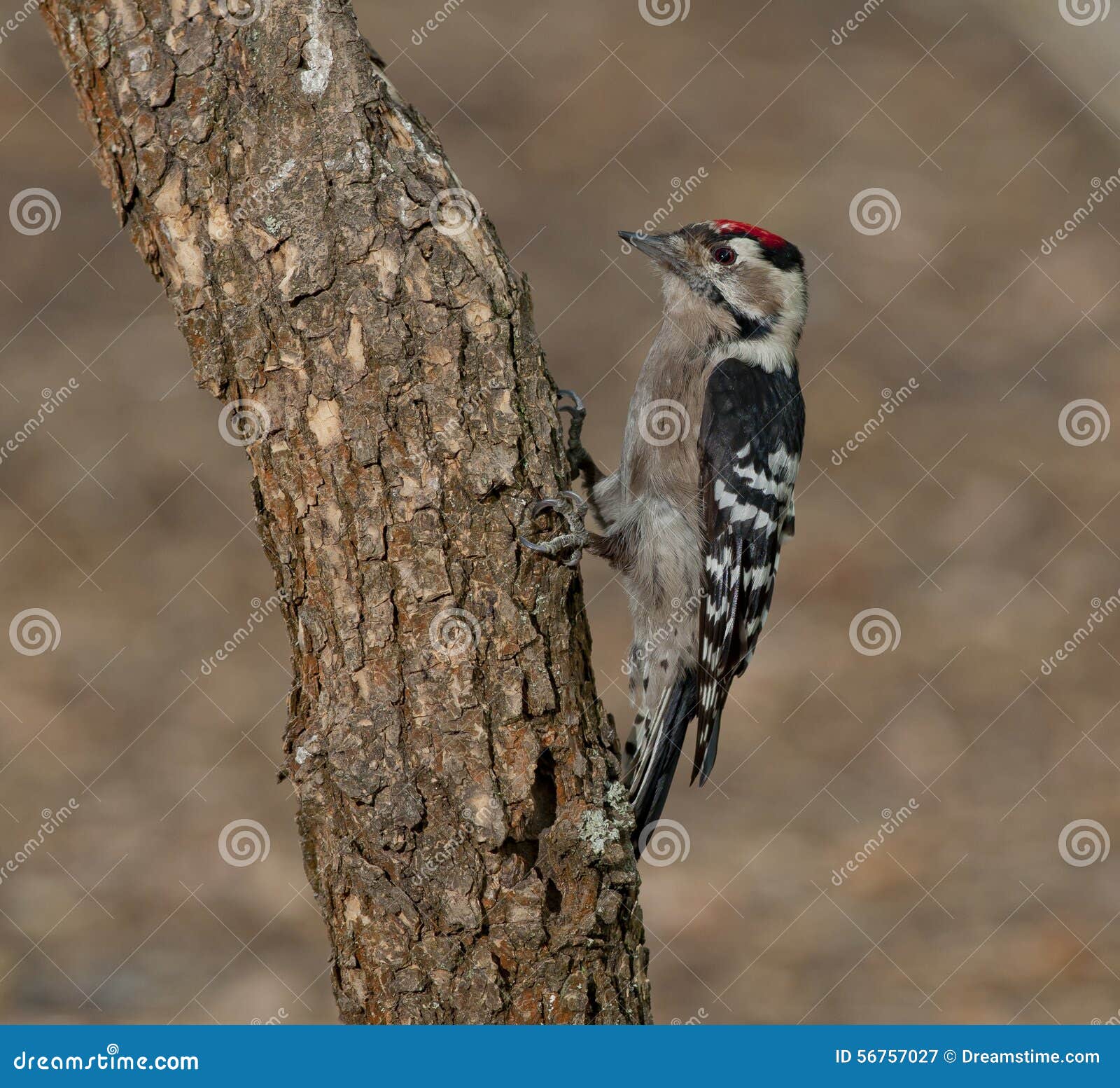 Lesser Spotted Woodpecker (Dryobates Minor) Stock Image - Image of ...