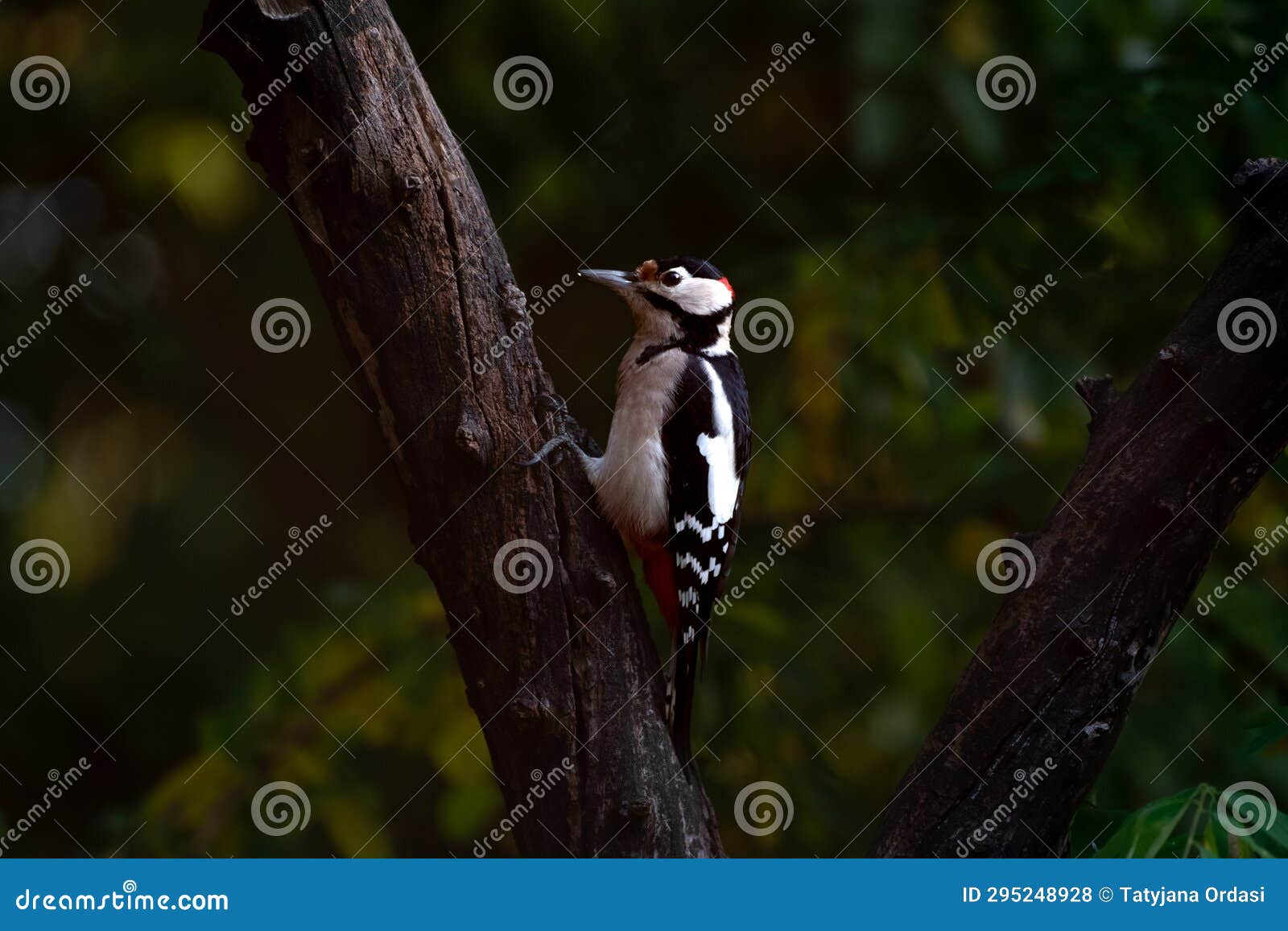 Lesser Spotted Woodpecker on Tree Trunk. Fall Stock Photo - Image of ...