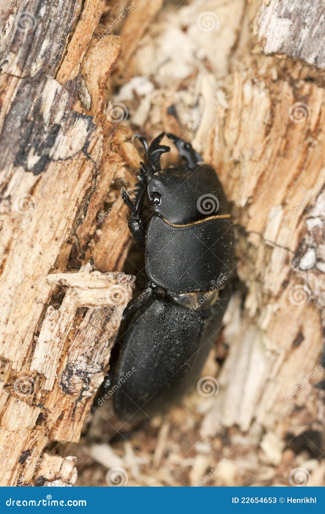 Beetle Dorcus Parallelipipedus / Lesser Stag Beetle Stock Image ...