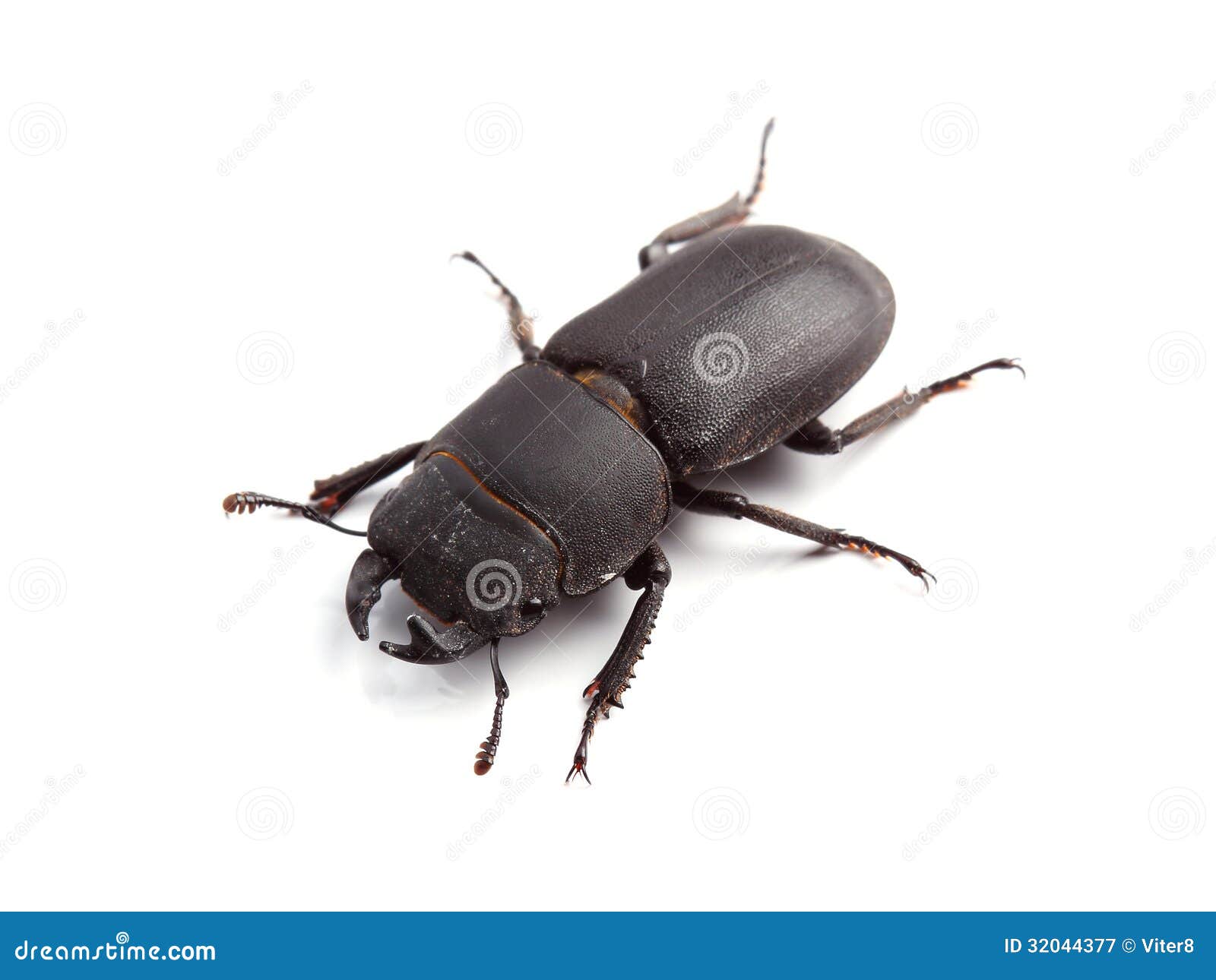 Lesser Stag Beetle (Dorcus Parallelipipedus) on White Stock Image ...