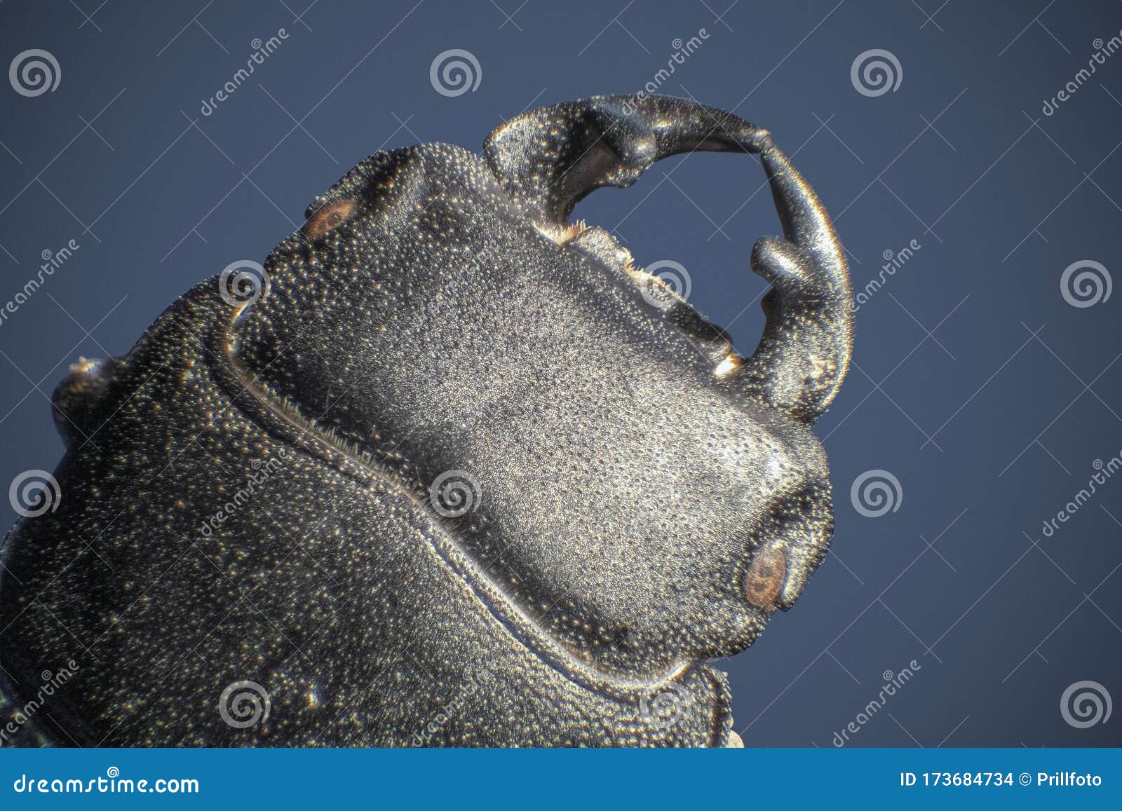 Lesser stag beetle stock photo. Image of insect, stag - 173684734