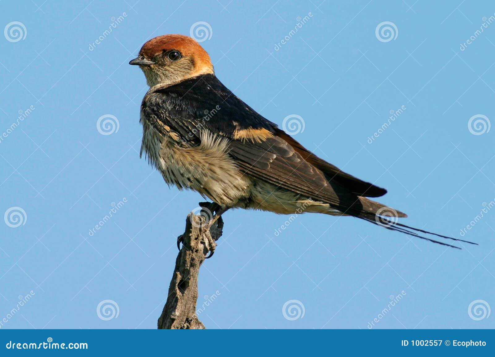 Lesser striped swallow stock image. Image of africa, tail - 1002557