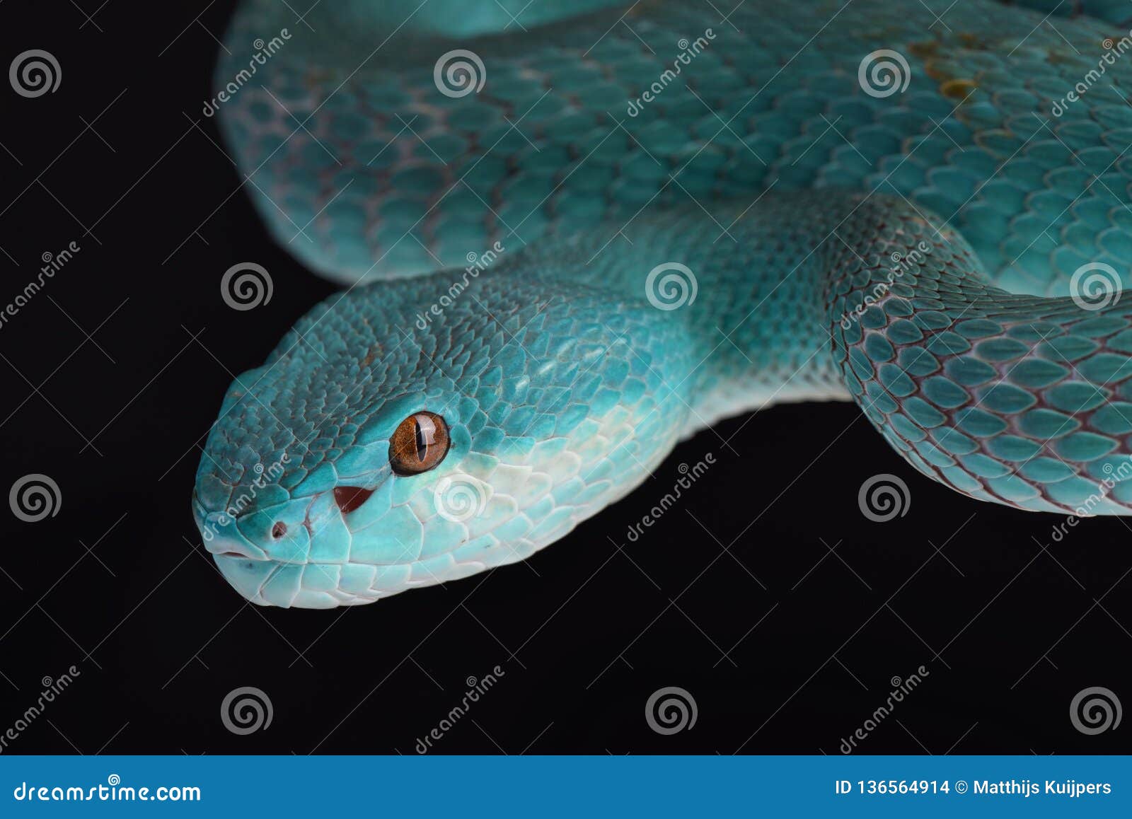 Lesser Sunda-pitviper Trimeresurus-insularis Stockfoto - Bild von ...