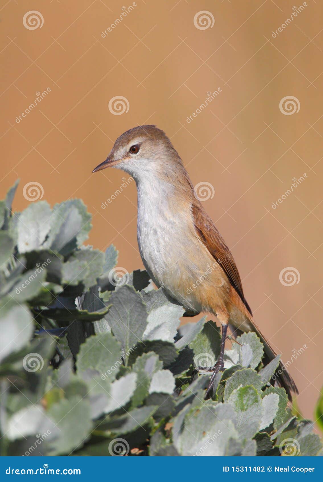Lesser Swamp Warbler stock photo. Image of cape, town - 15311482