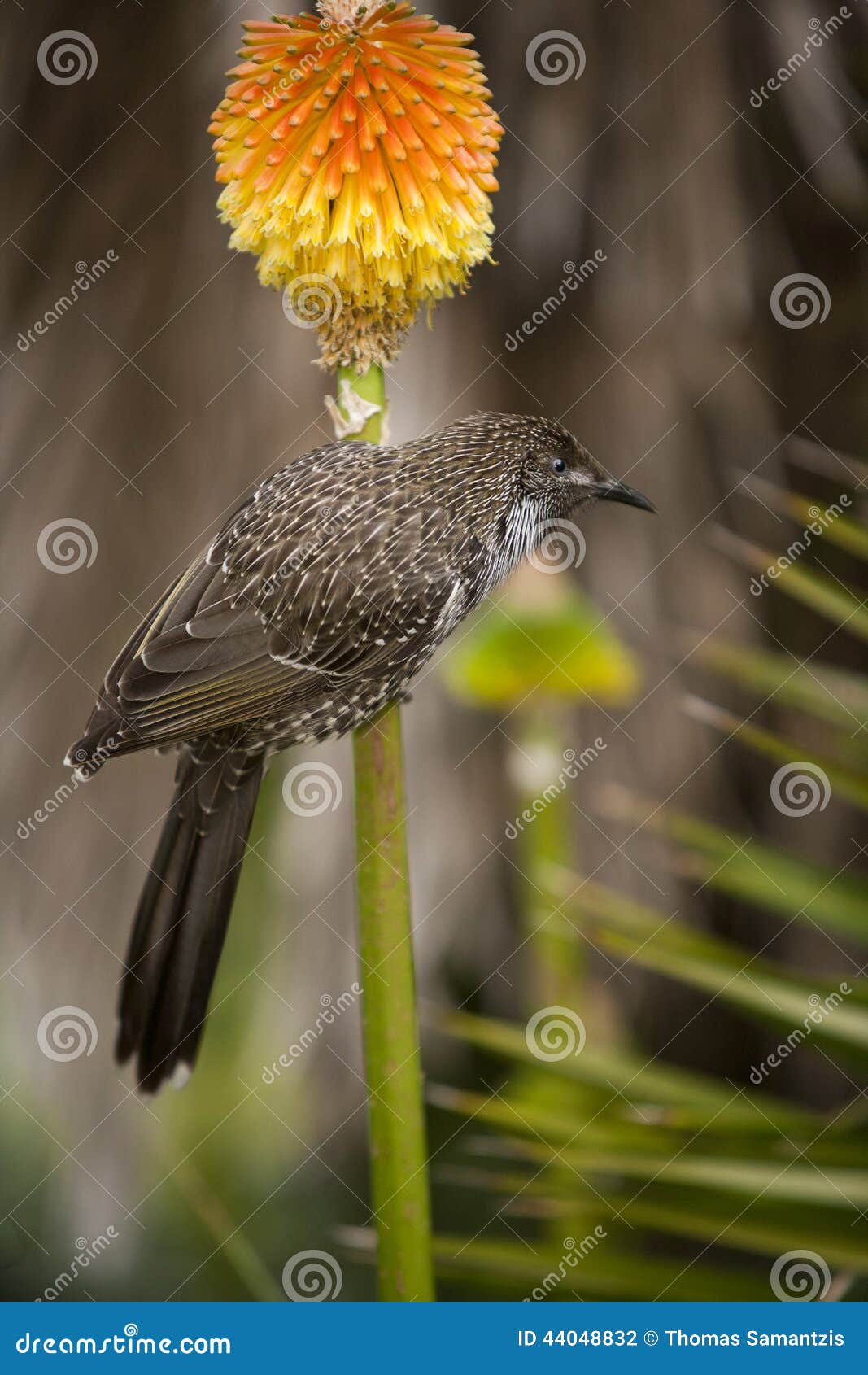 Lesser wattle bird stock photo. Image of animals, wattle - 44048832