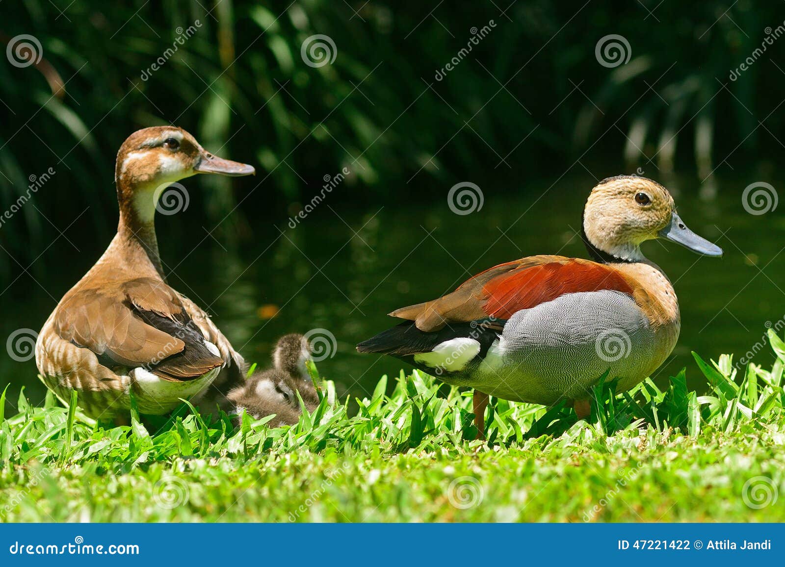 Lesser whistling ducks stock photo. Image of endangered - 47221422