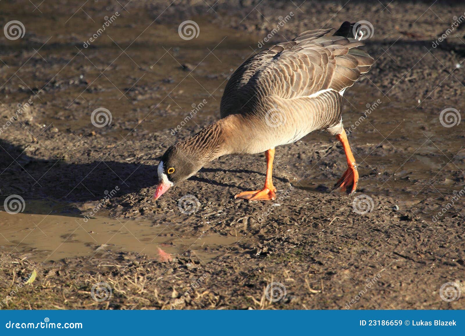 Lesser white-fronted goose stock image. Image of goose - 23186659