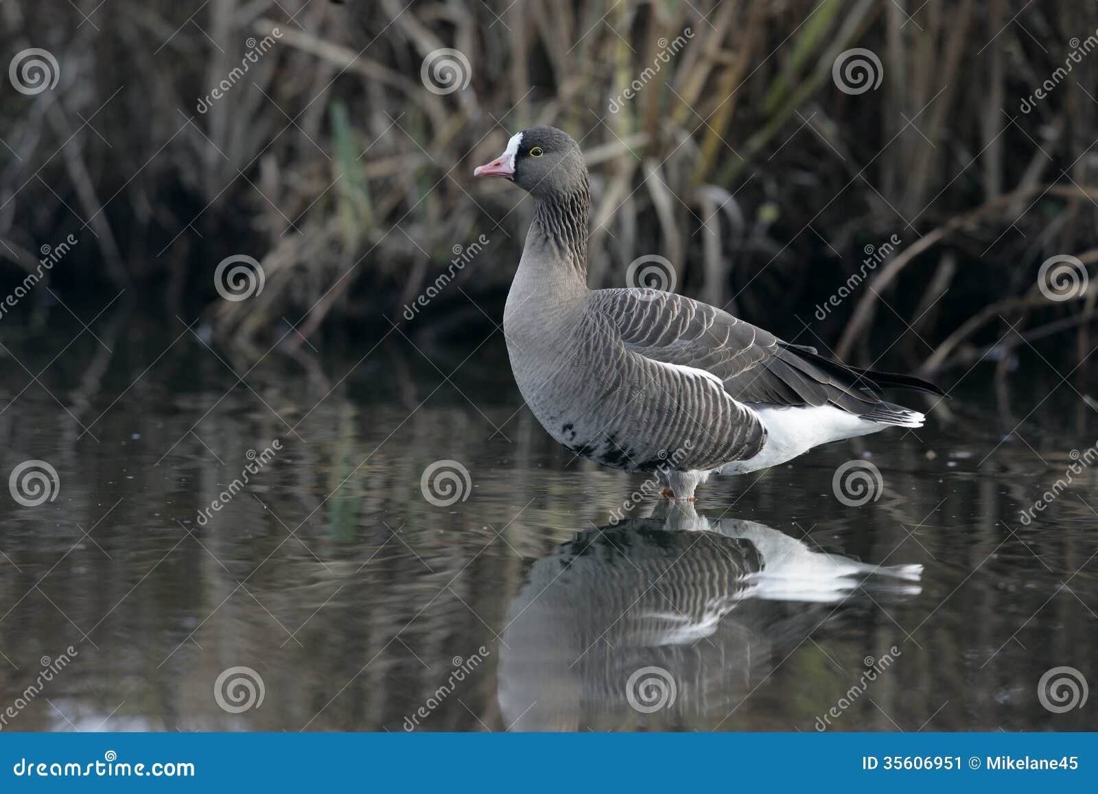 Lesser White-fronted Goose, Anser Erythropus Stock Image - Image of ...