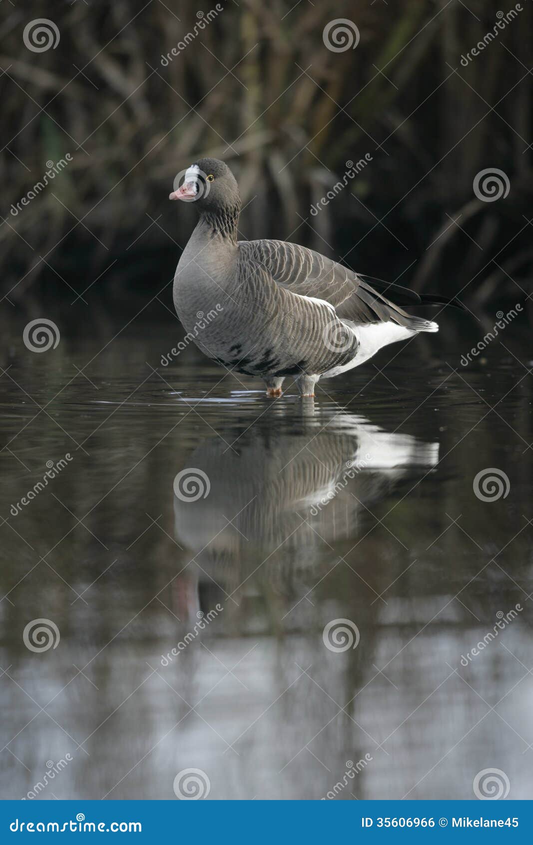 Lesser White-fronted Goose, Anser Erythropus Stock Photo - Image of ...