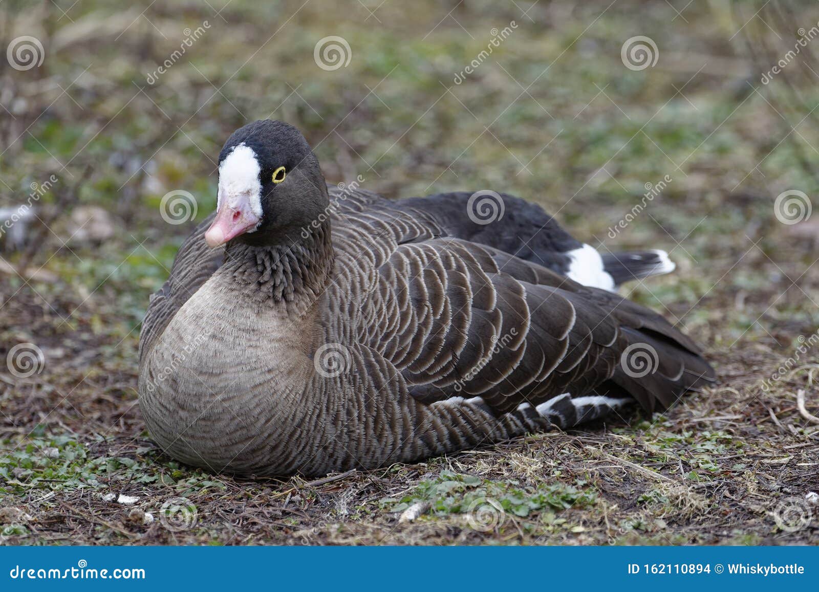 Lesser White-fronted Goose stock photo. Image of anatidae - 162110894