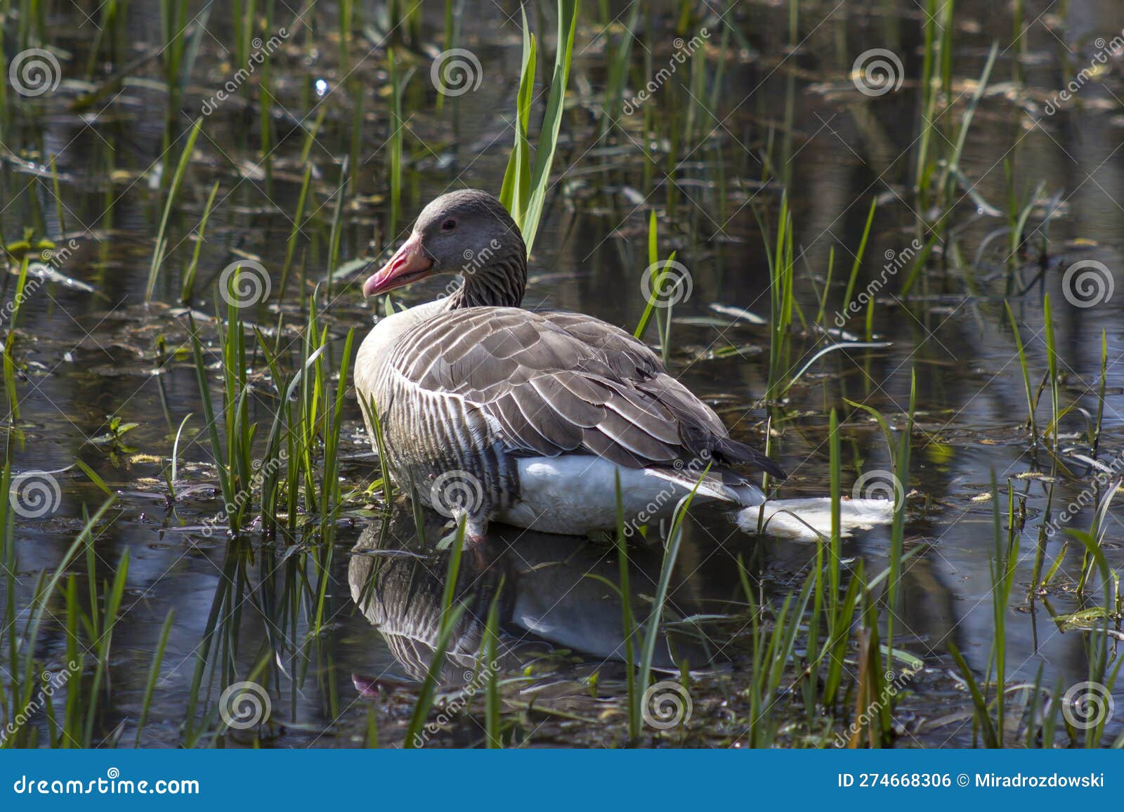The Lesser White-fronted Goose (Anser Erythropus Stock Photo - Image of ...