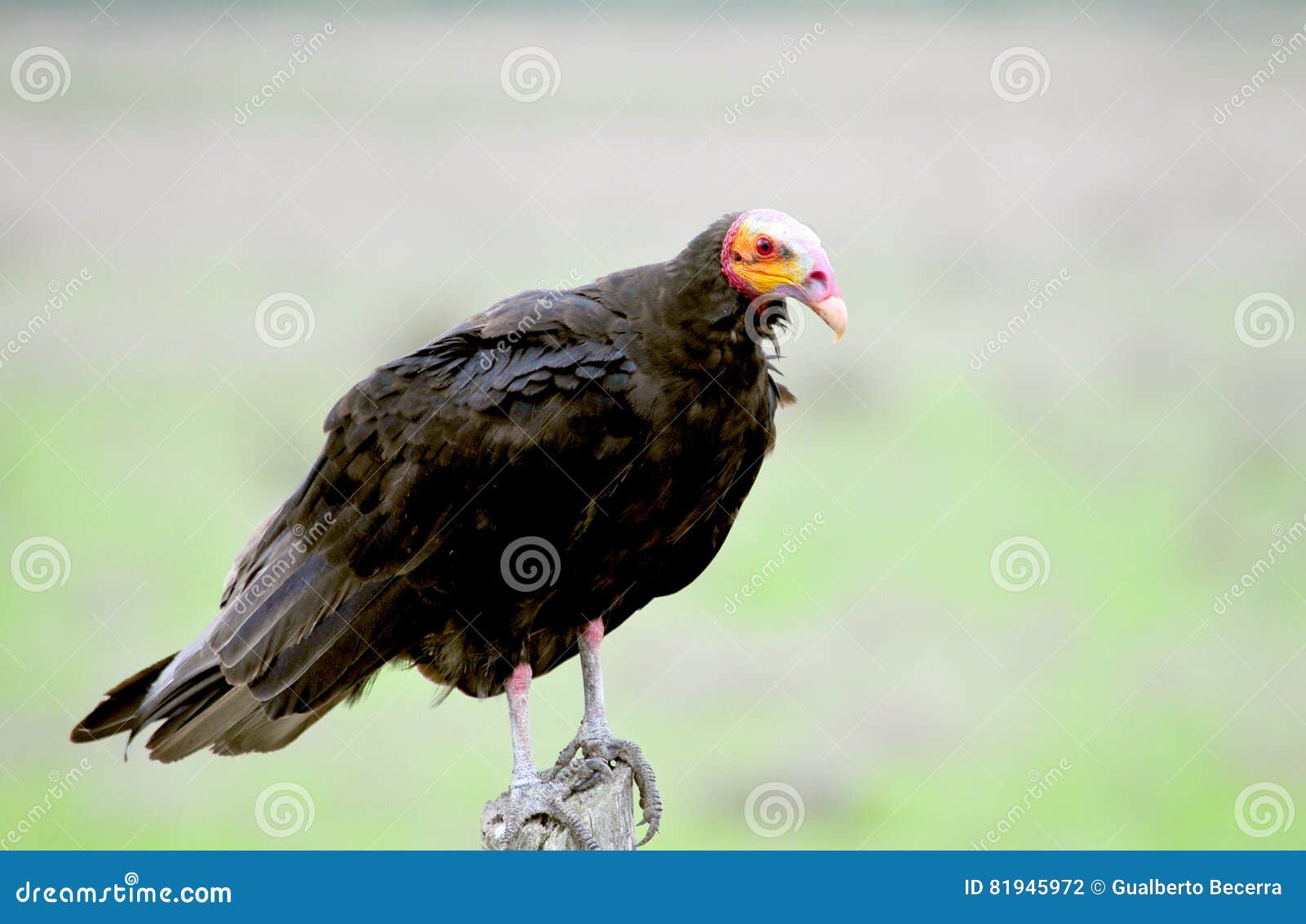 Lesser Yellow-headed Vulture, Cathartes Burrovianus, Pantanal, Brazil ...