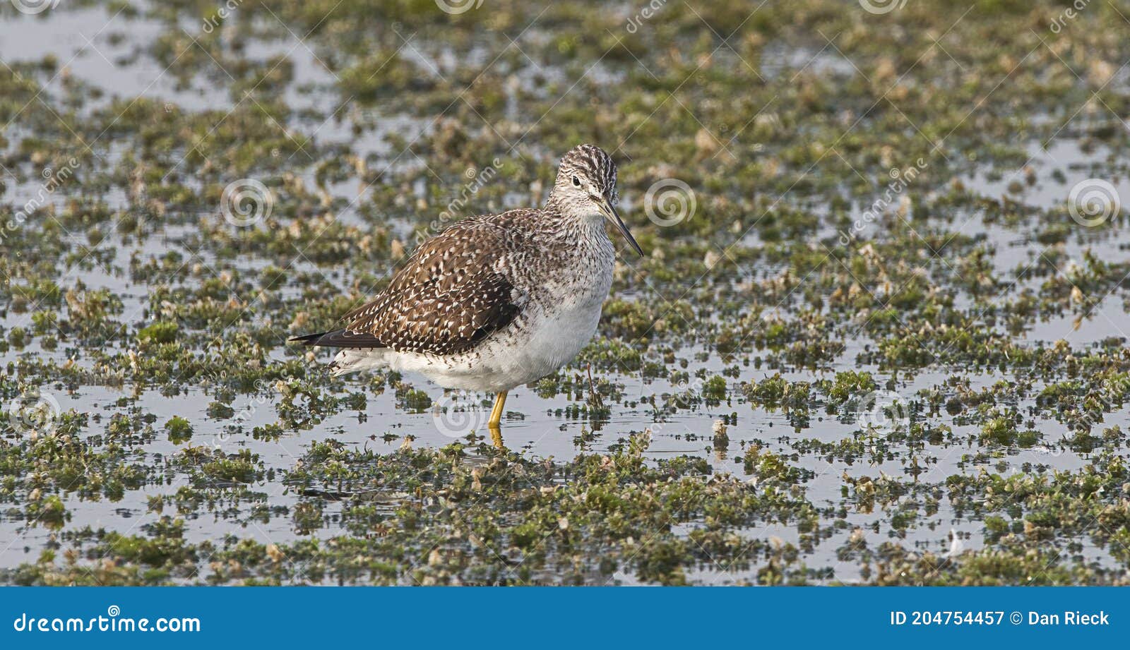 Lesser Yellow Leg Standing in Shallow Water Stock Image - Image of ...