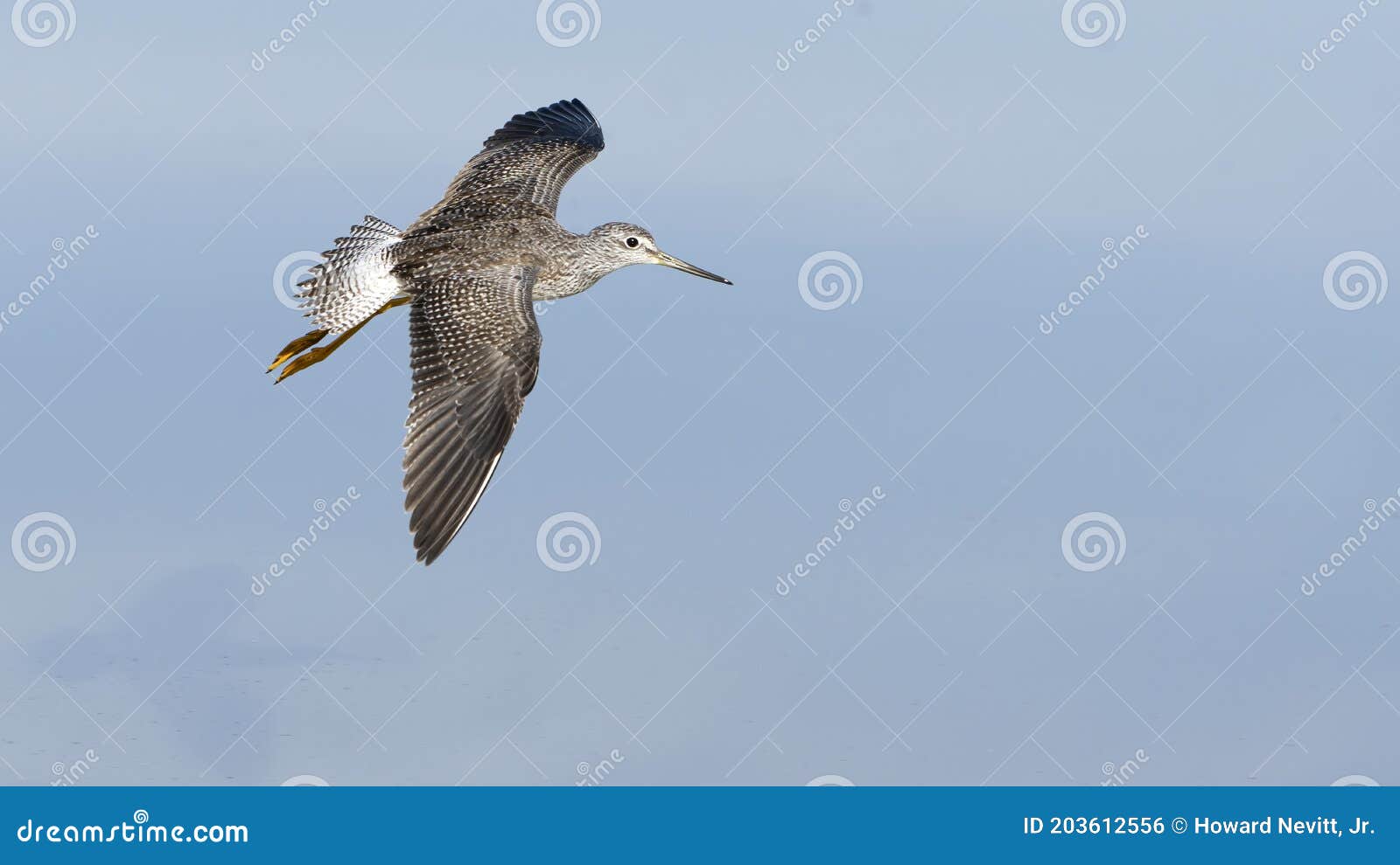 Lesser yellow legs flying stock photo. Image of legs - 203612556