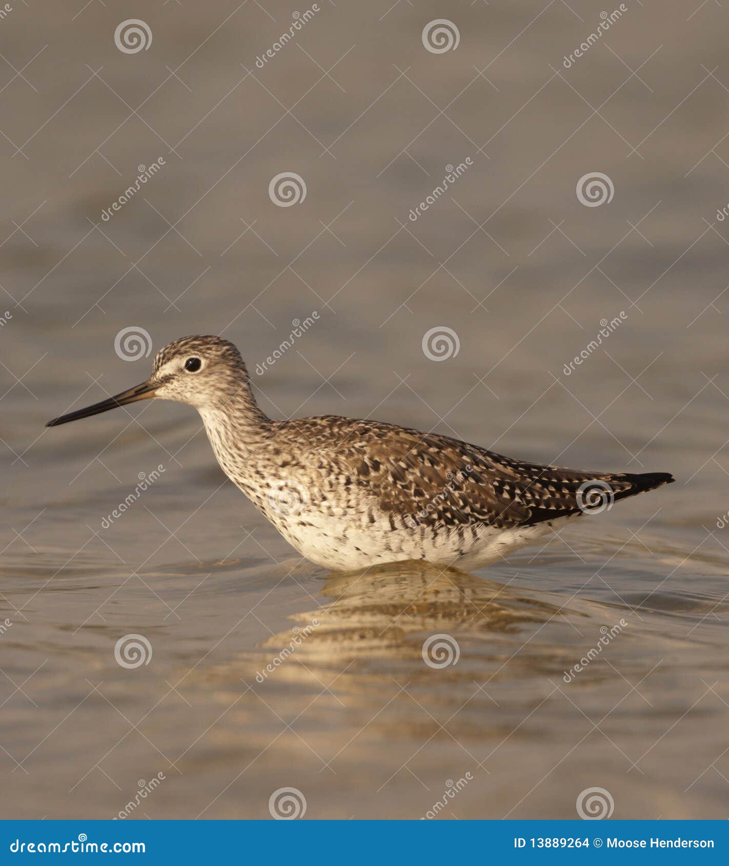 Lesser Yellowlegs stock photo. Image of zoology, animal - 13889264