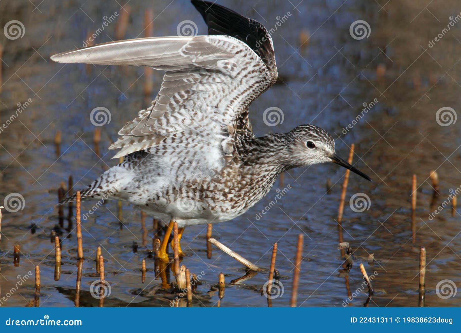 Lesser Yellowlegs stock image. Image of yellowlegs, bill - 22431311