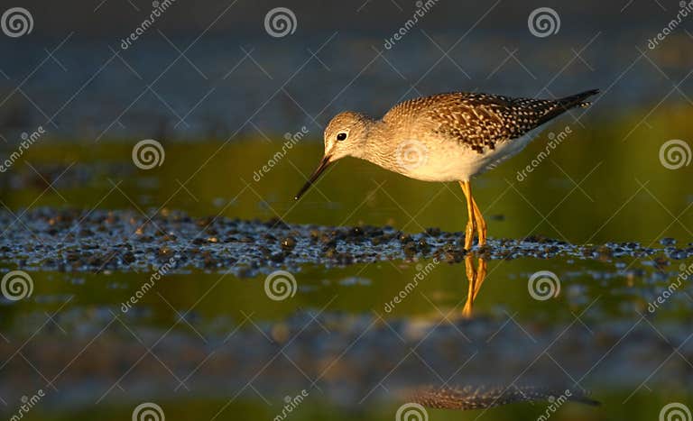 Lesser yellowlegs stock photo. Image of http, animals, feather - 407032