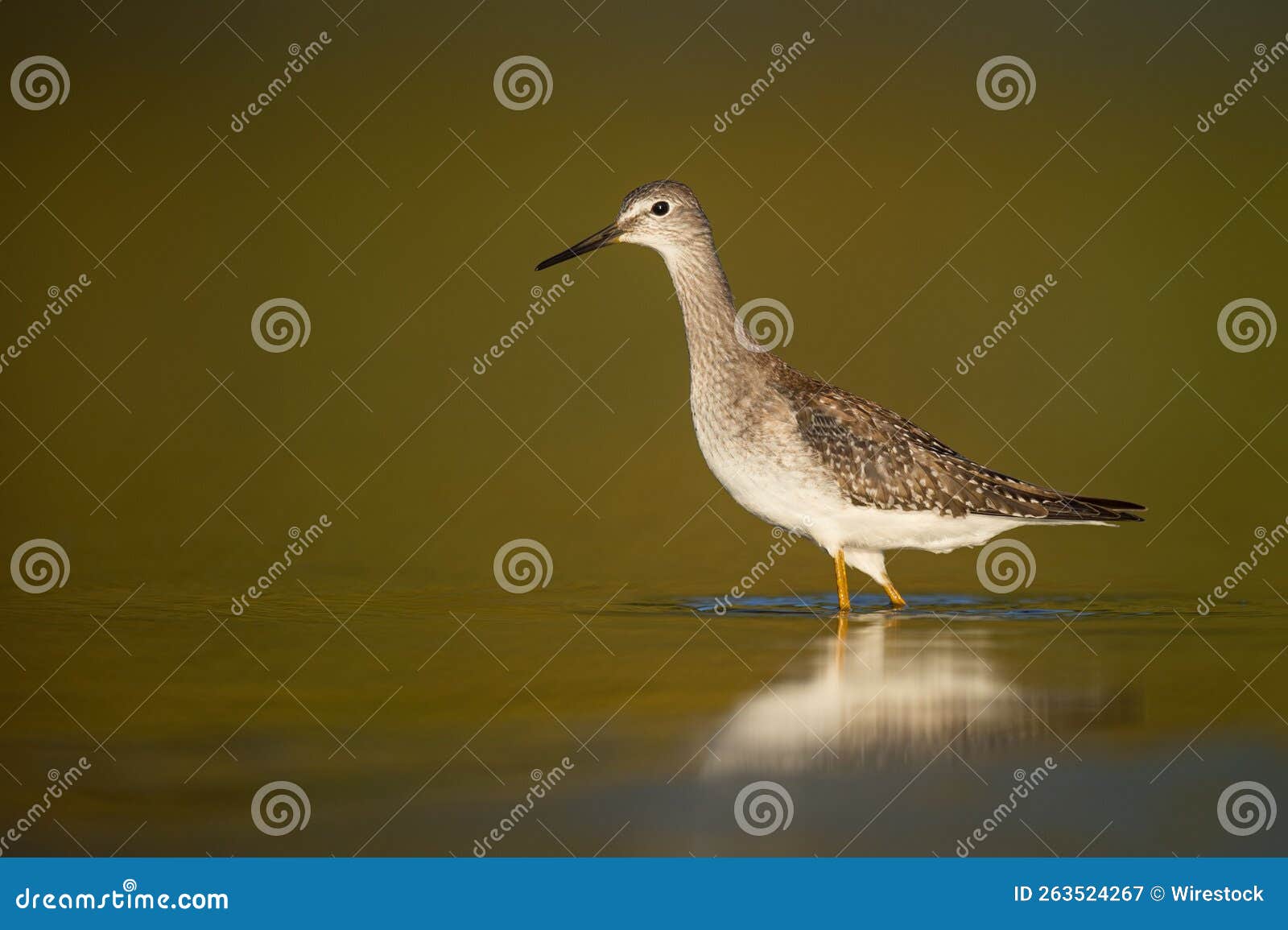 Lesser Yellowlegs Bird Standing in Shallow Water Stock Image - Image of ...