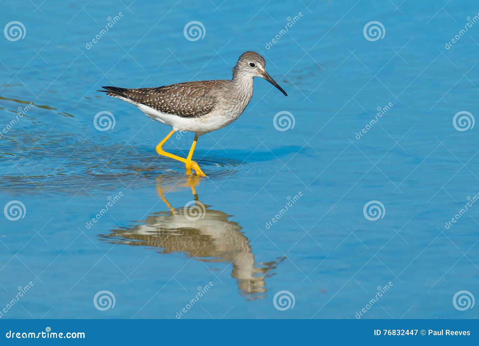 Lesser Yellowlegs - Tringa Flavipes Stock Image - Image of canada ...