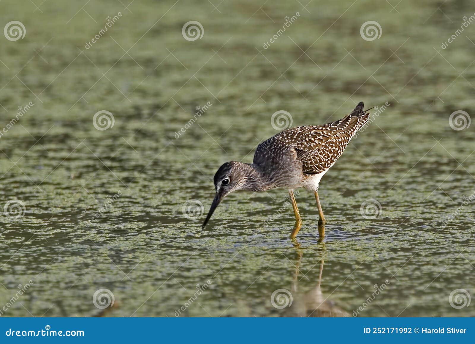 Lesser Yellowlegs, Tringa Flavipes, Feeding in Marsh Stock Photo ...
