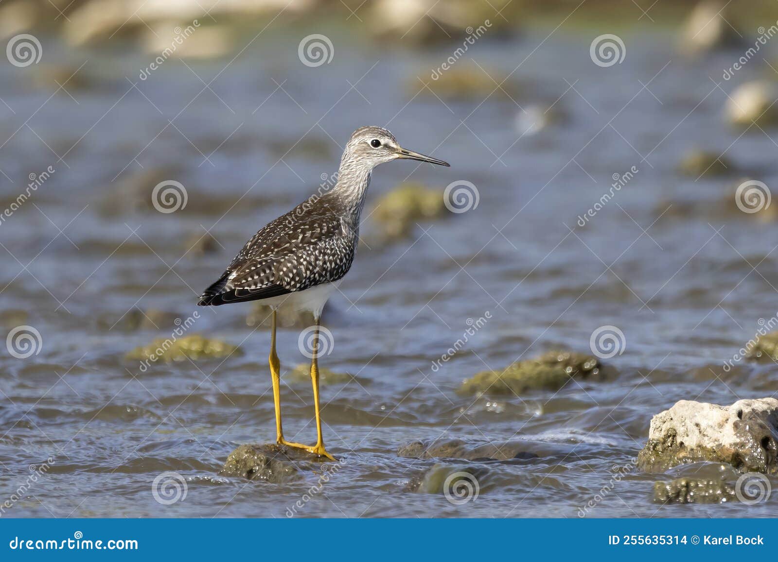The Lesser Yellowlegs Tringa Flavipes Stock Photo - Image of birding ...