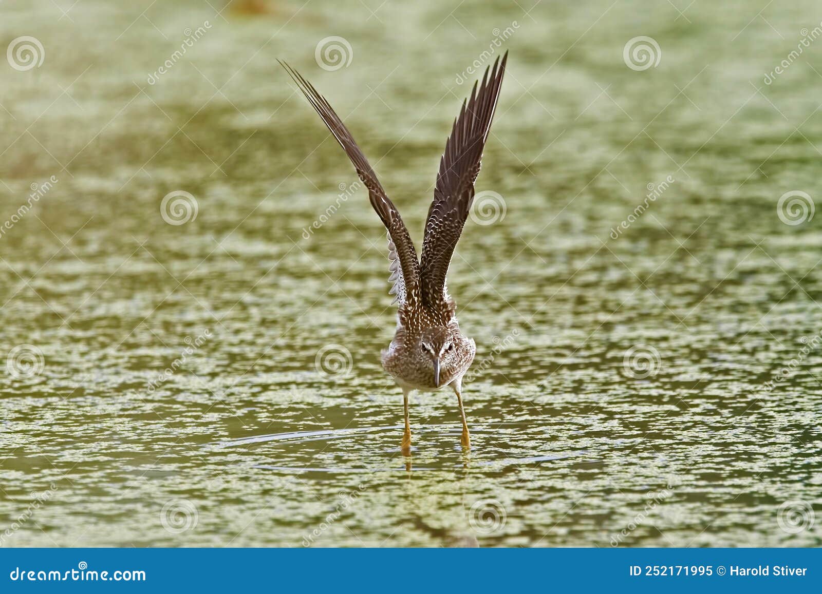Lesser Yellowlegs, Tringa Flavipes, Stretching Wings Stock Image ...