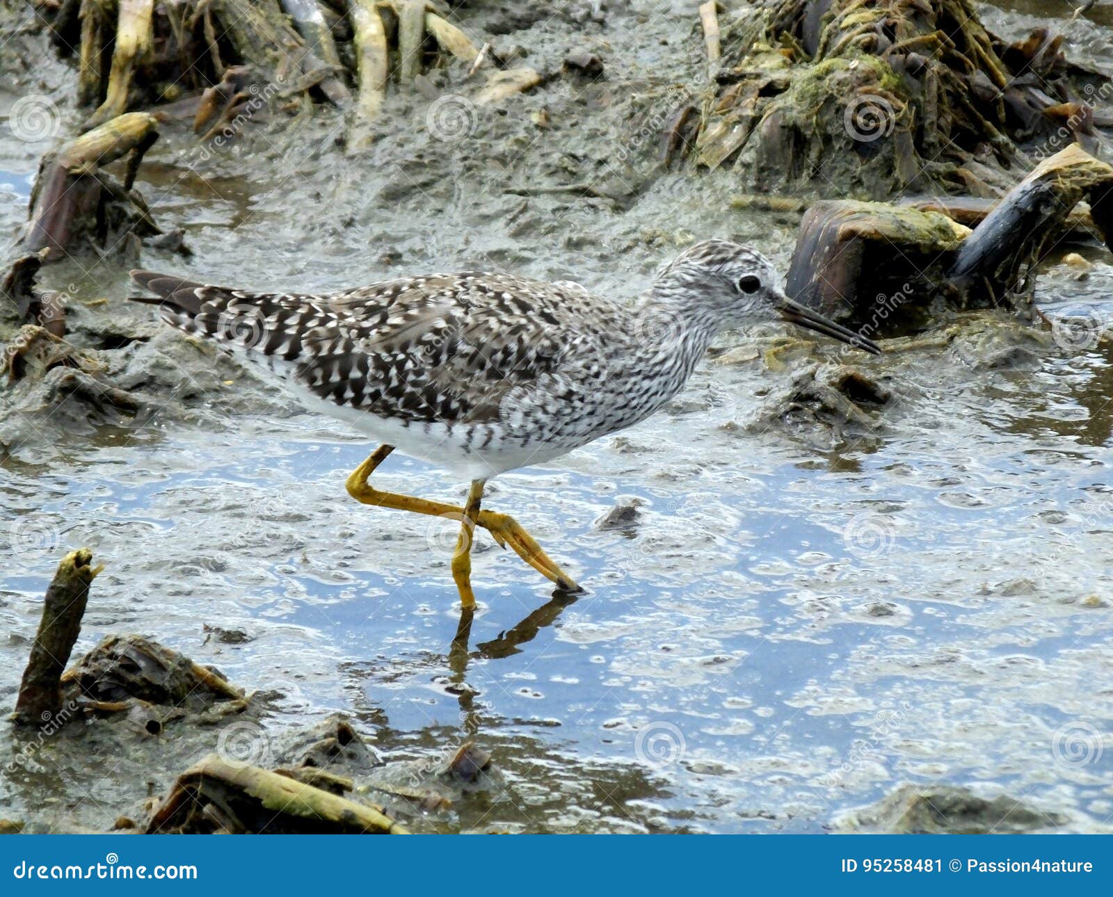Lesser Yellowlegs or Tringa Flavipes Stock Image - Image of ...
