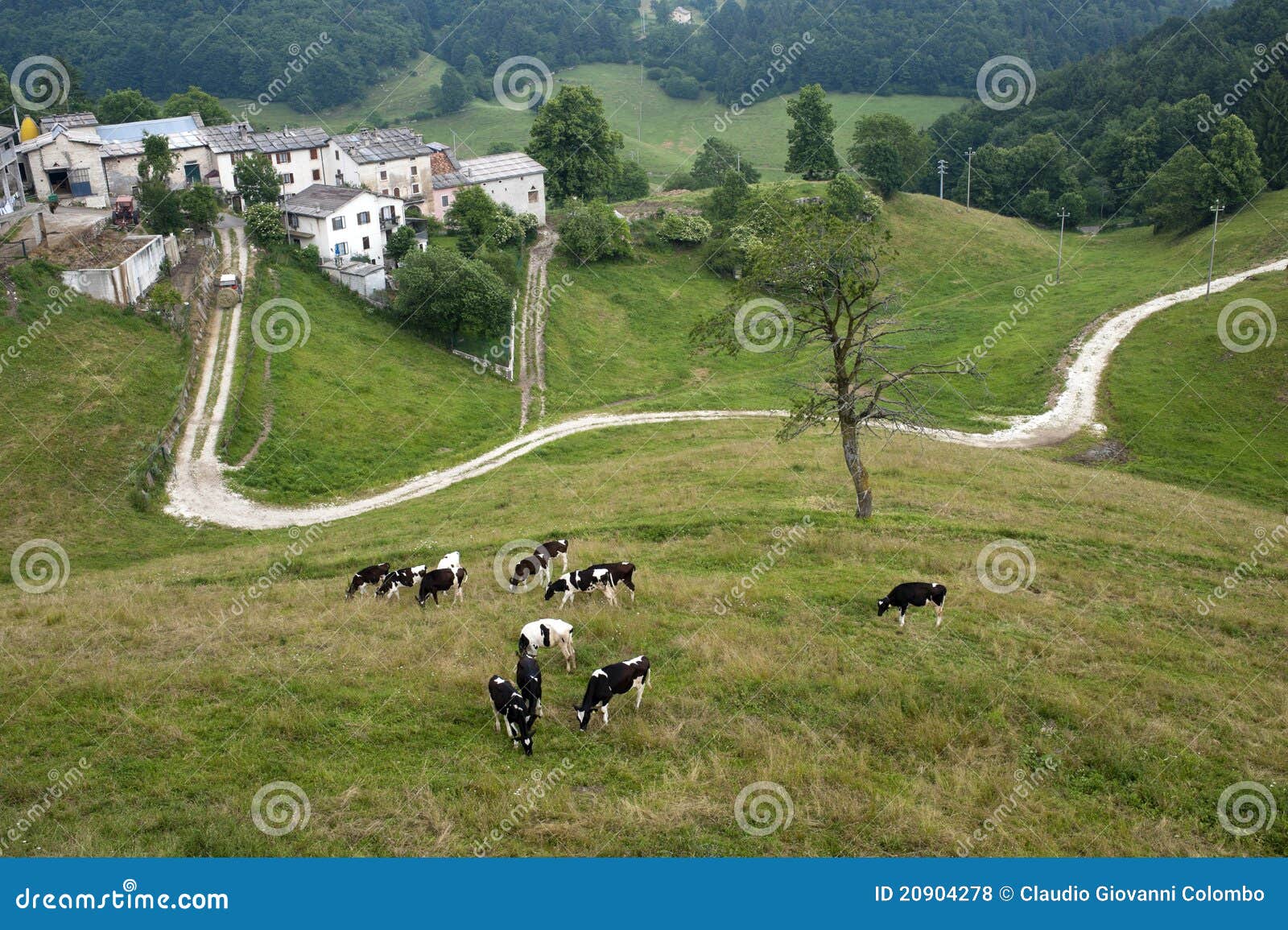 Lessinia (Veneto, Italy), Pastures Stock Photo - Image of animals ...