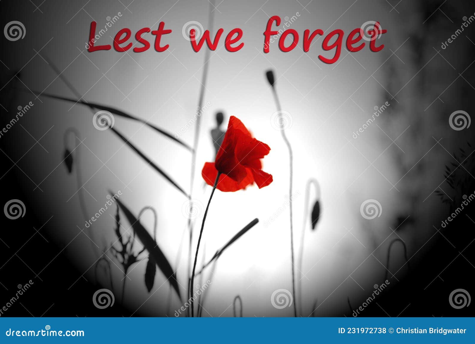 Lest we Forget on an Image of a Red Poppy in a Field, Remembrance Day ...
