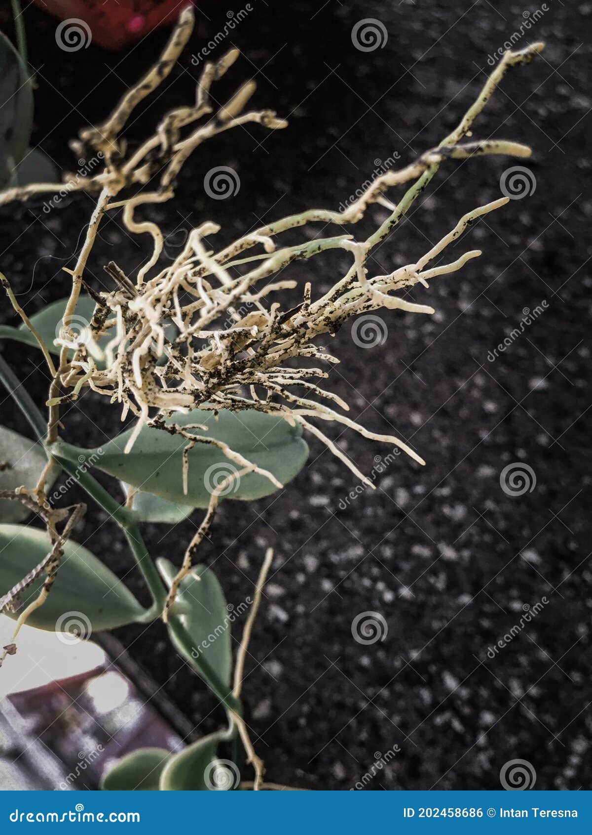 Root of vines plant stock photo. Image of root, plant - 202458686
