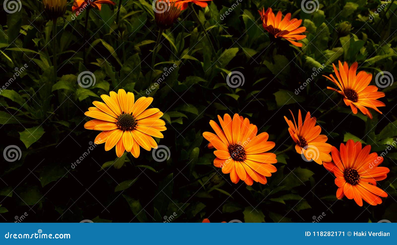 Let it bloom stock image. Image of garden, flower, time - 118282171