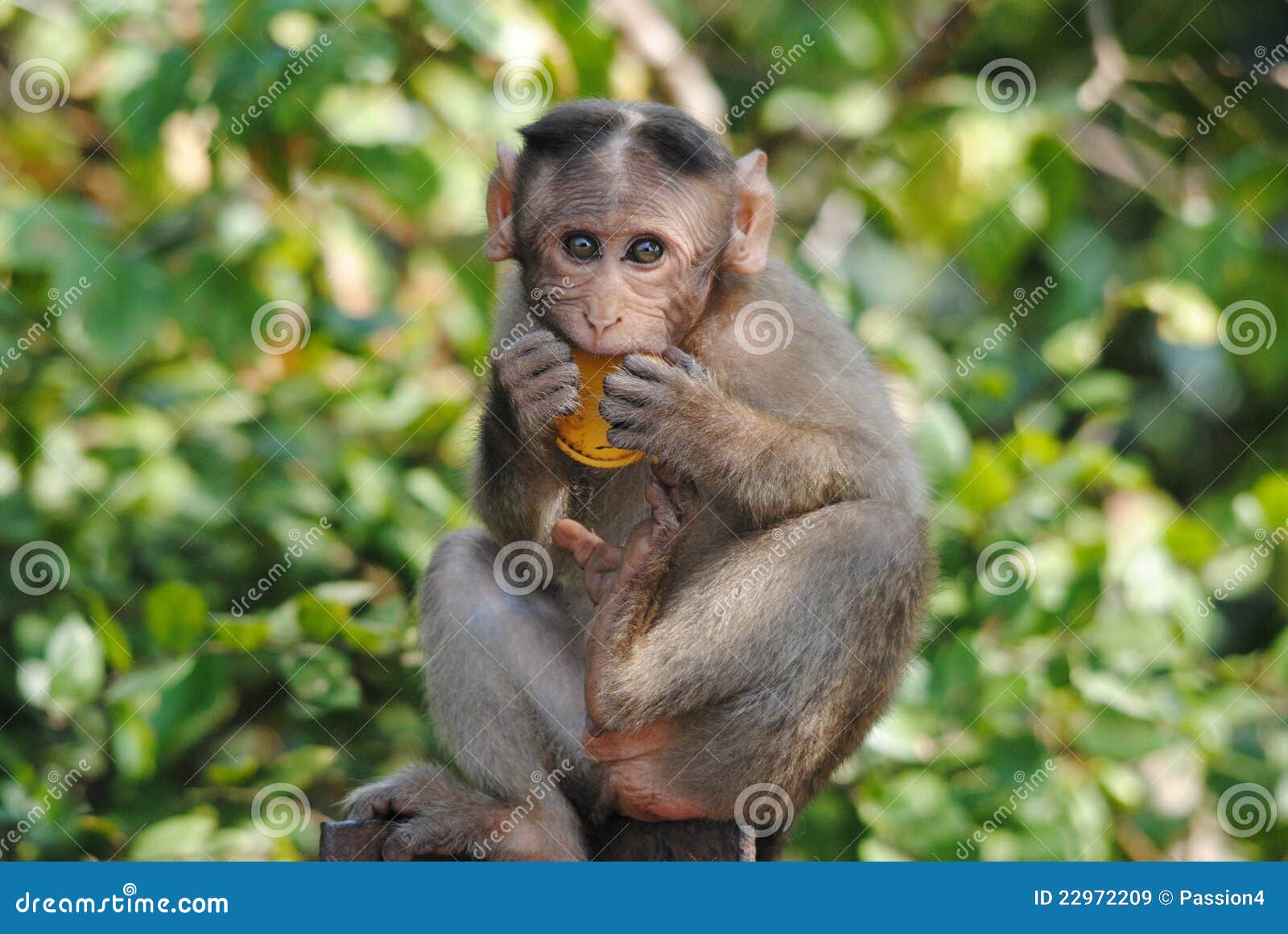 Let me eat stock image. Image of door, wildlife, monkey - 22972209