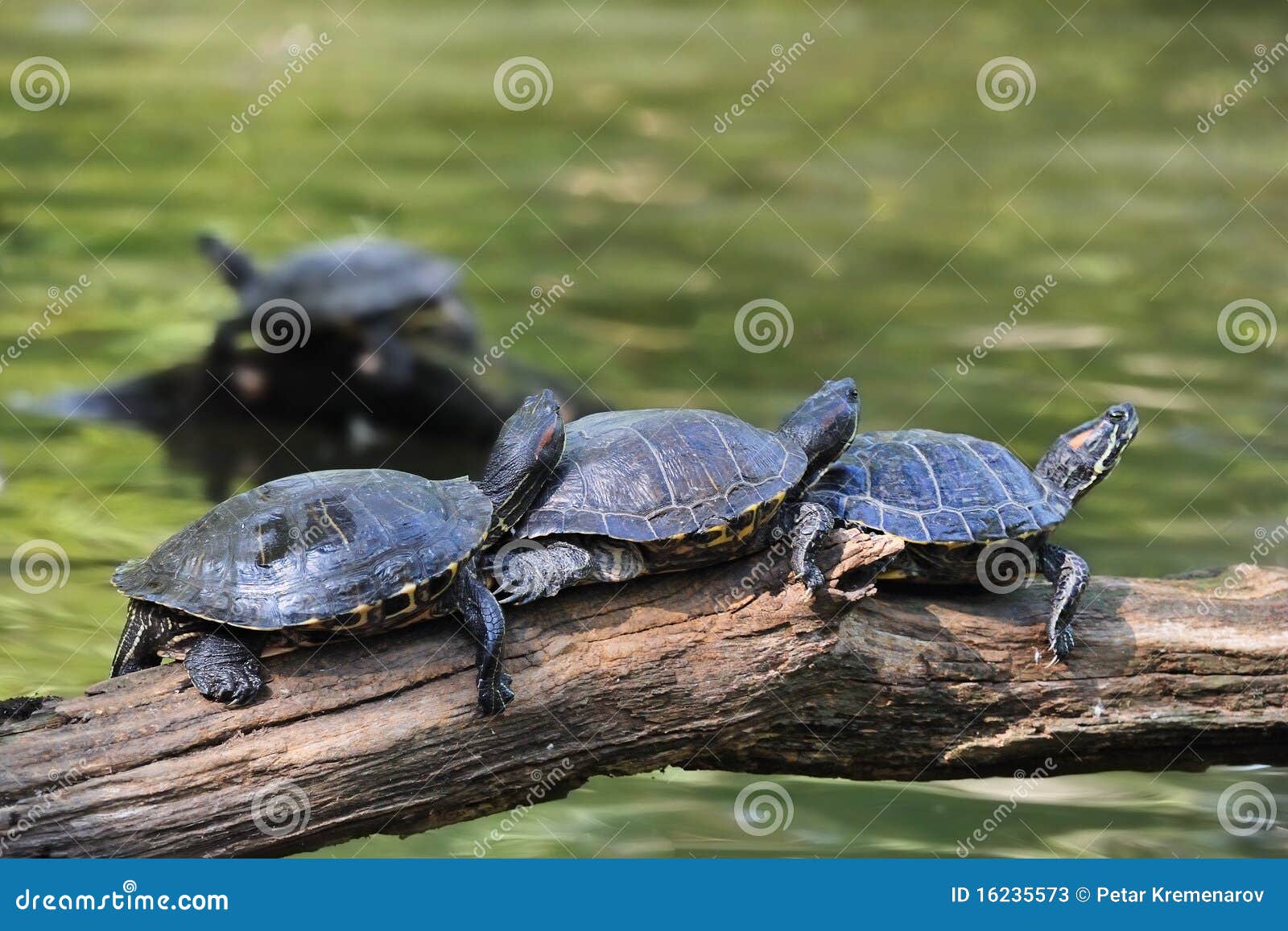 Let s go guys stock image. Image of water, attraction - 16235573