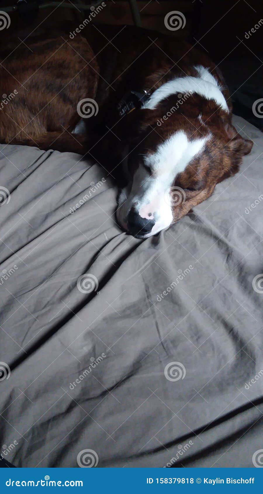 Let sleeping beast lay stock photo. Image of beast, sleeping - 158379818