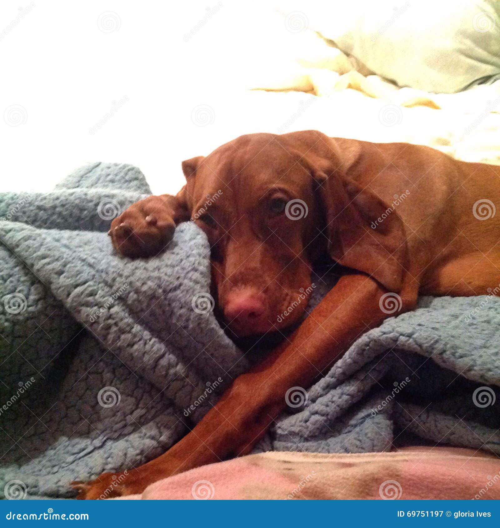 Let sleeping dogs lie stock image. Image of vizsla, sleeping - 69751197