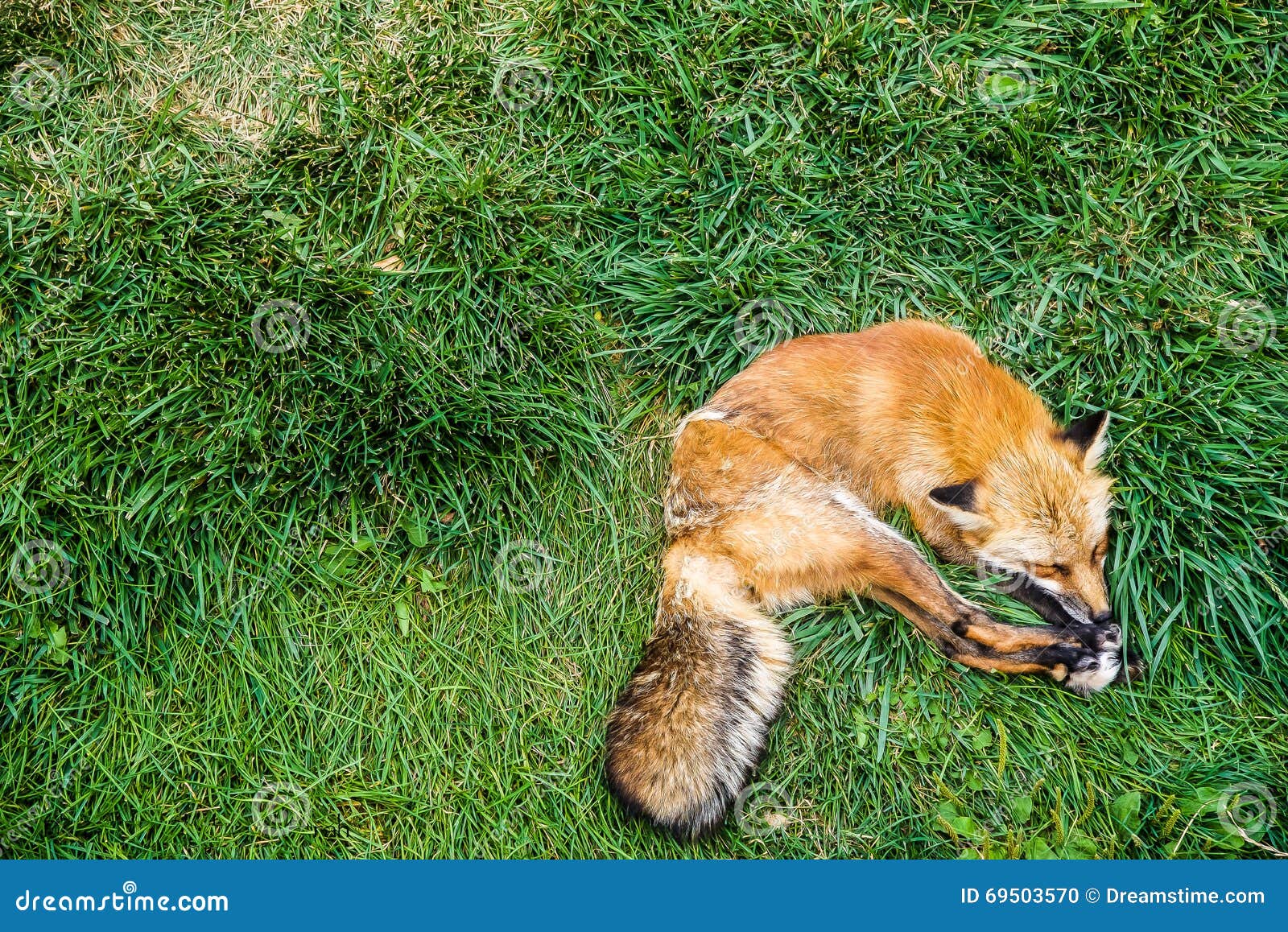 159 Fox Writing Stock Photos - Free & Royalty-Free Stock Photos from ...