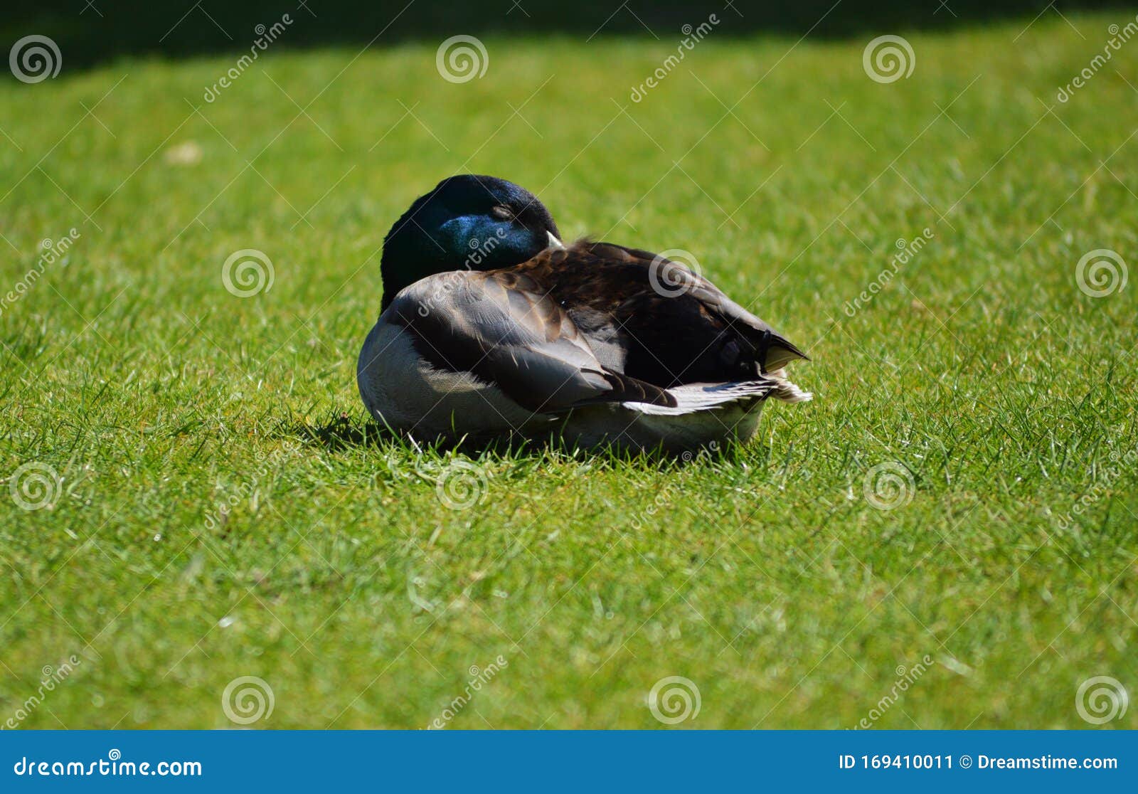 Let sleeping ducks lie stock image. Image of sleeps - 169410011