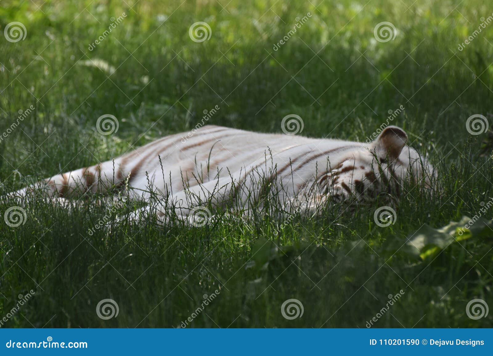 Let Sleeping Tigers Lay in Green Grass Stock Photo - Image of tiger ...