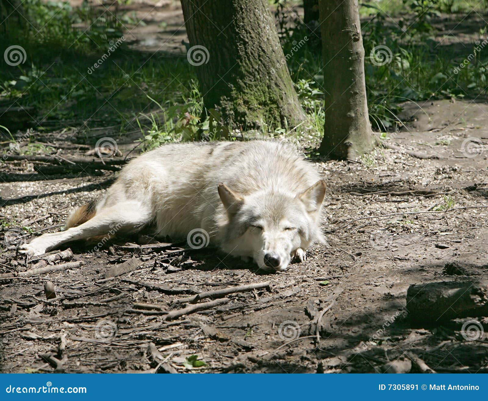 Let sleeping wolves lie stock image. Image of resting - 7305891