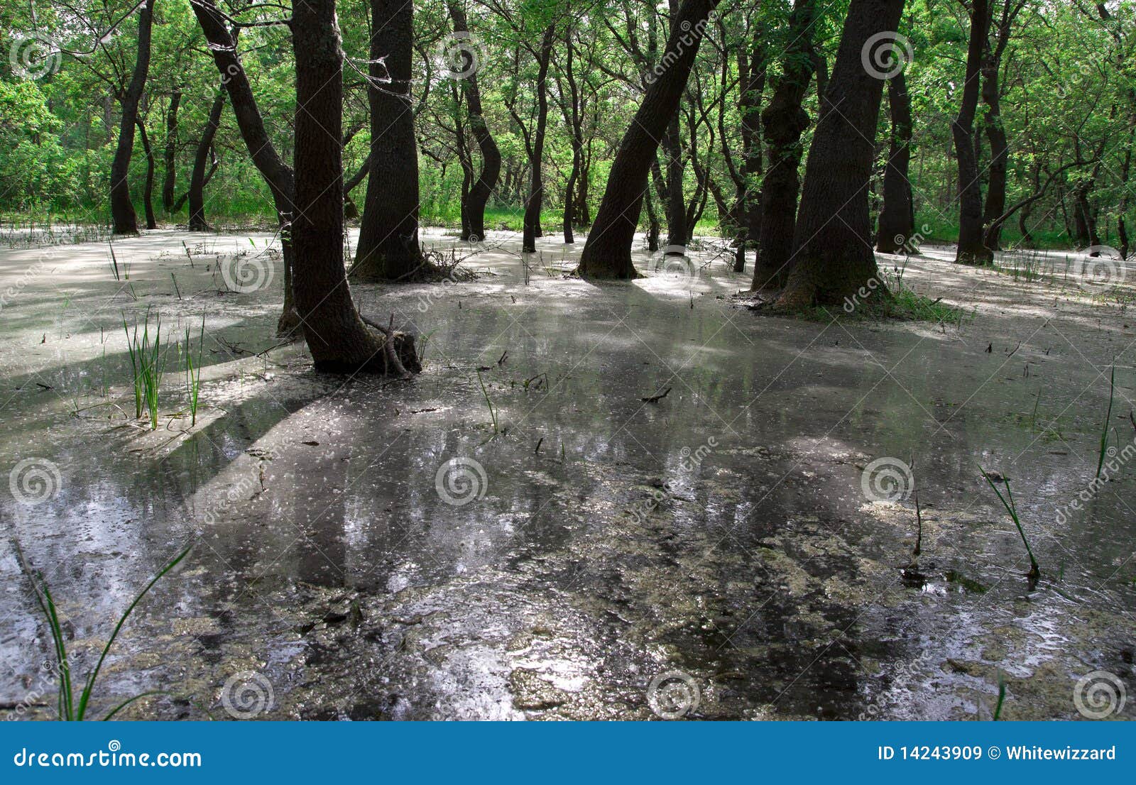 Letea forest stock image. Image of danube, unique, creek - 14243909