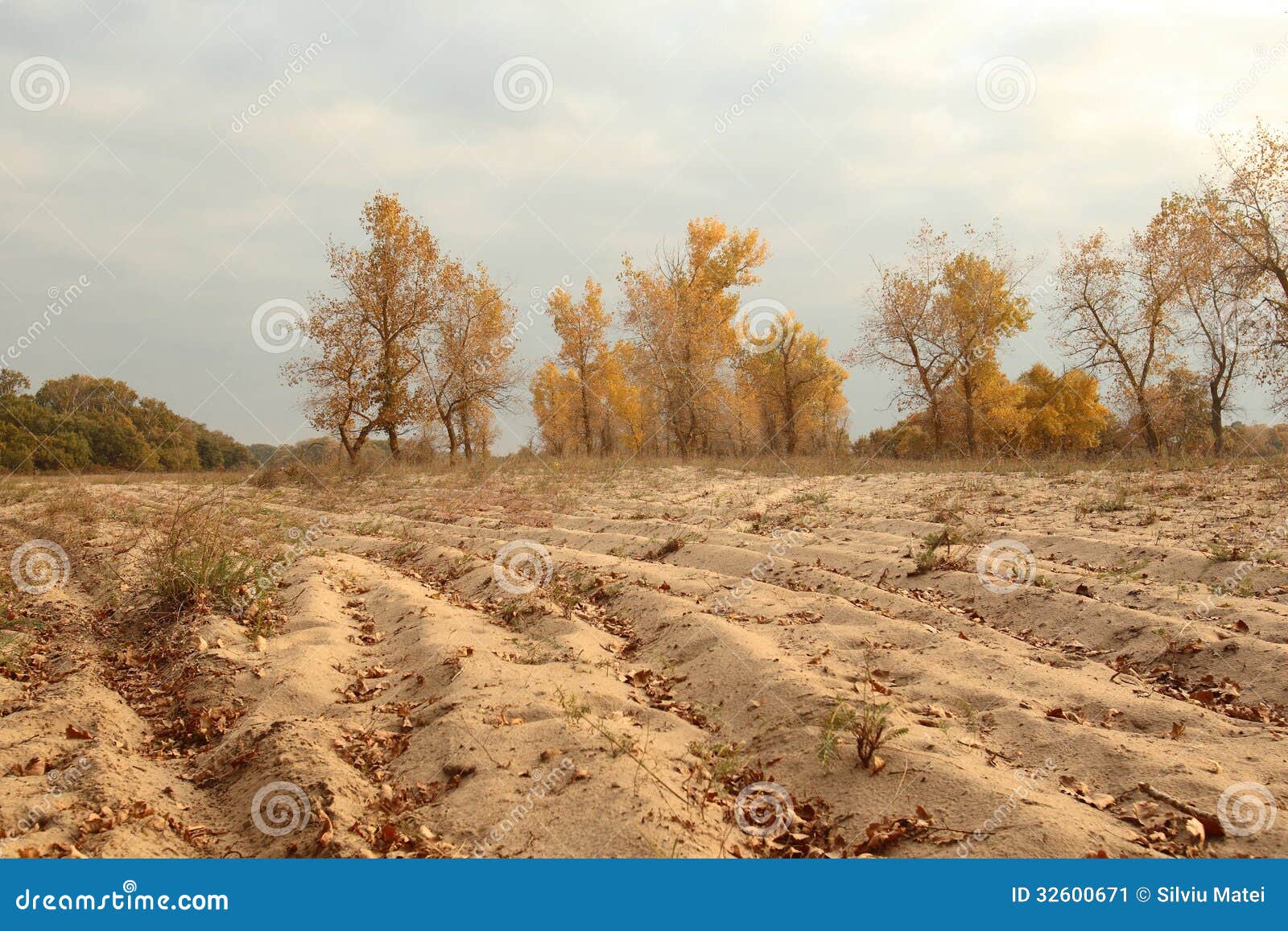 Letea Forest and Sand Dunes Stock Image - Image of countryside, scenery ...